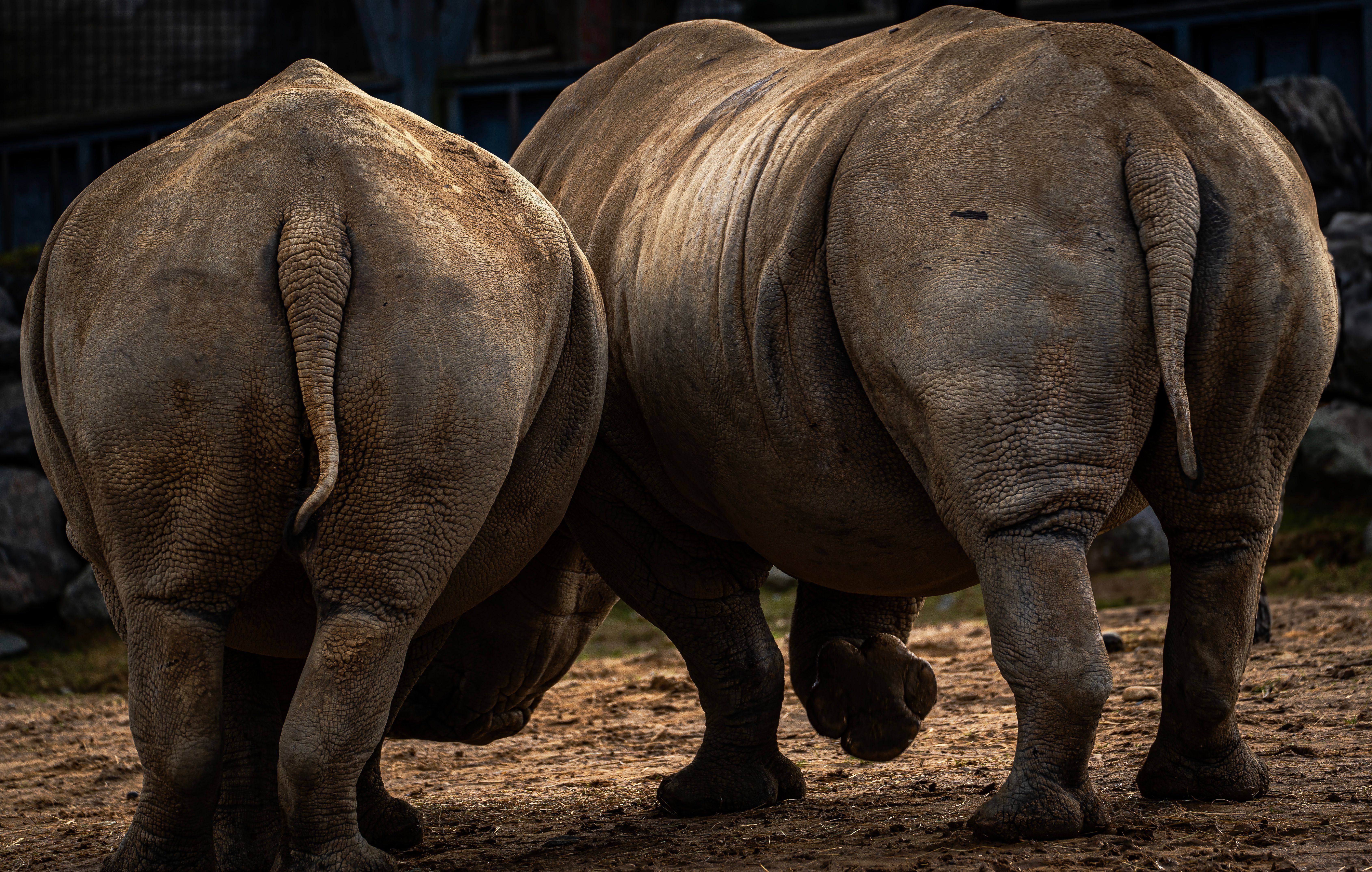 Animals From Behind Photos, Download The BEST Free Animals From Behind ...