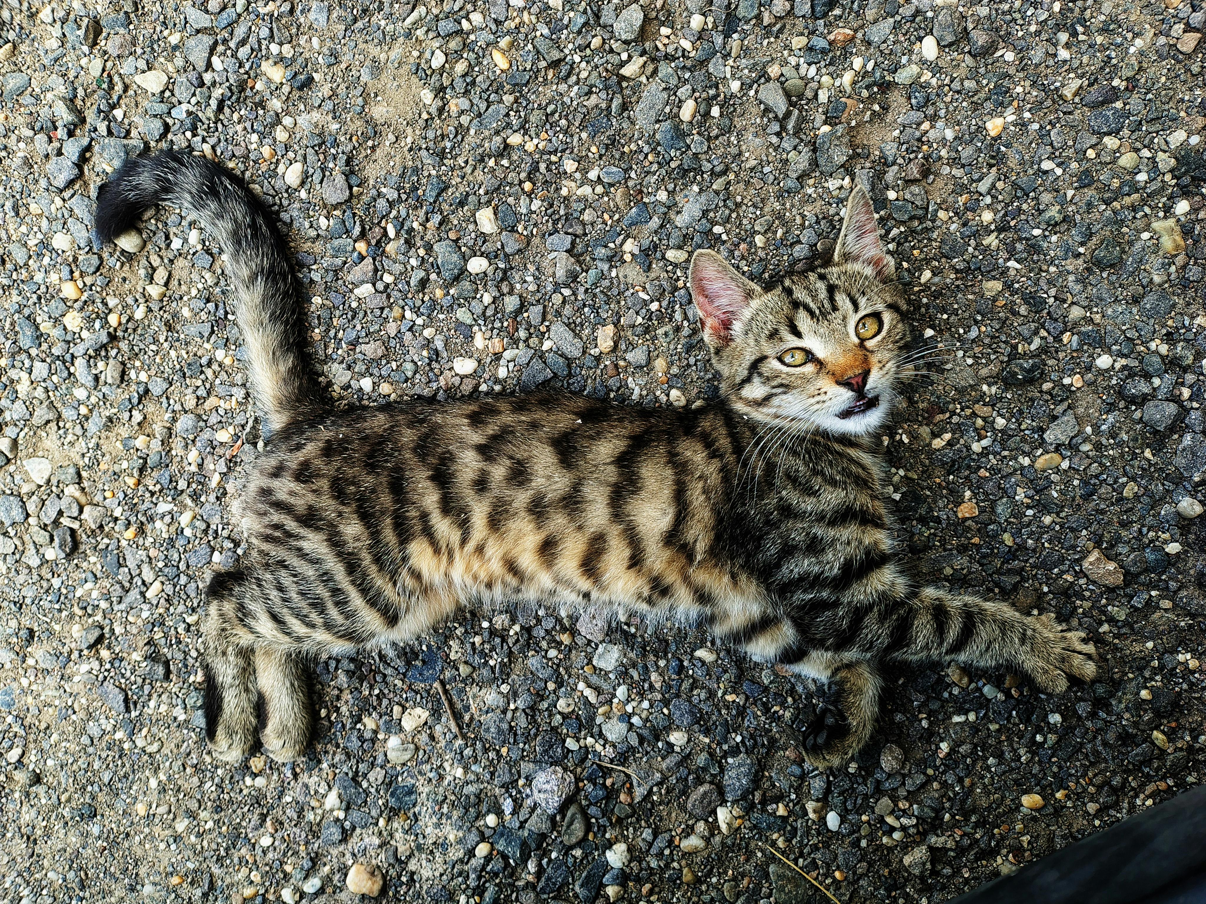 Cute Black Guys Photos, Download The BEST Free Cute Black Guys Stock ...