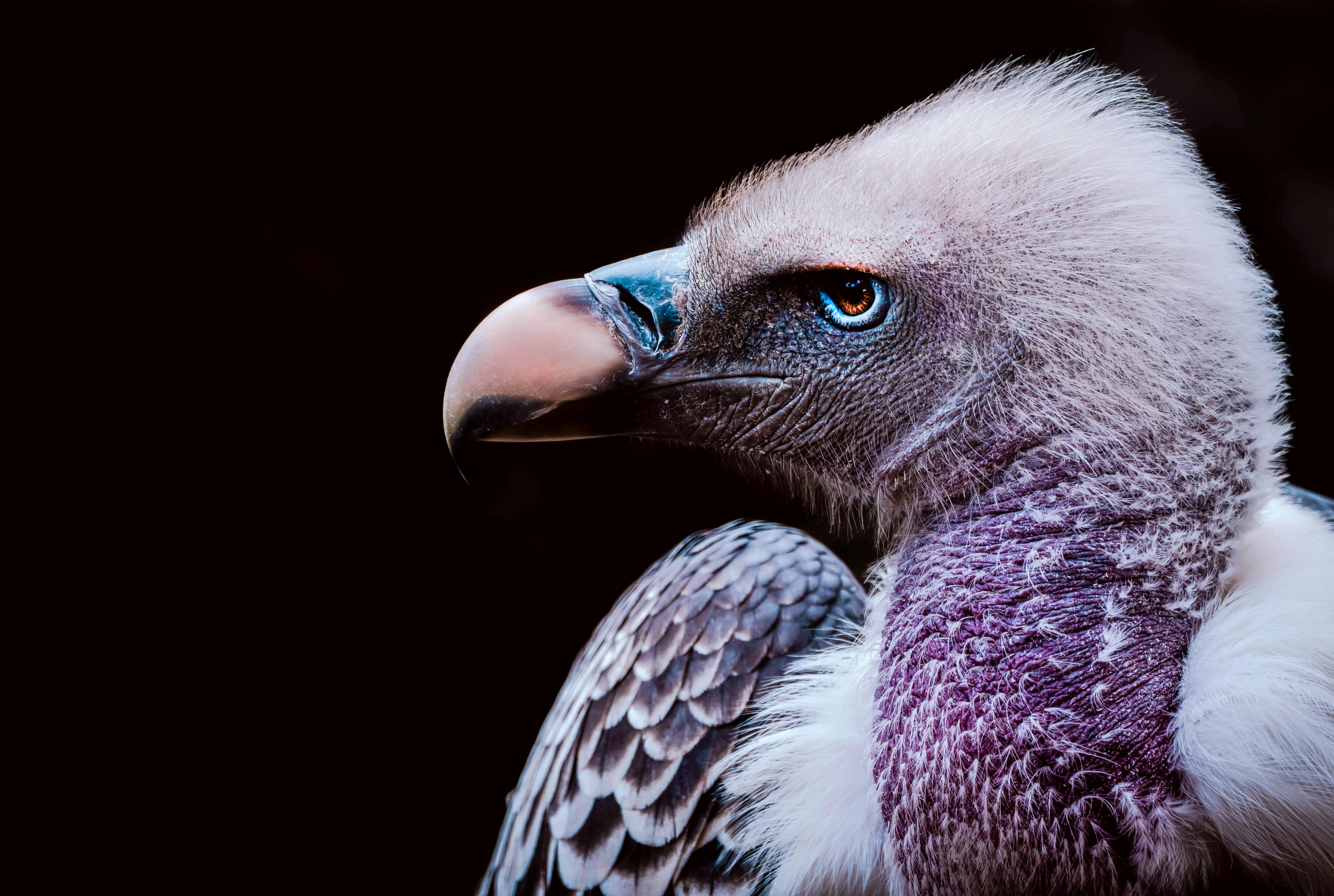 Batman Profile Photos, Download The BEST Free Batman Profile Stock ...