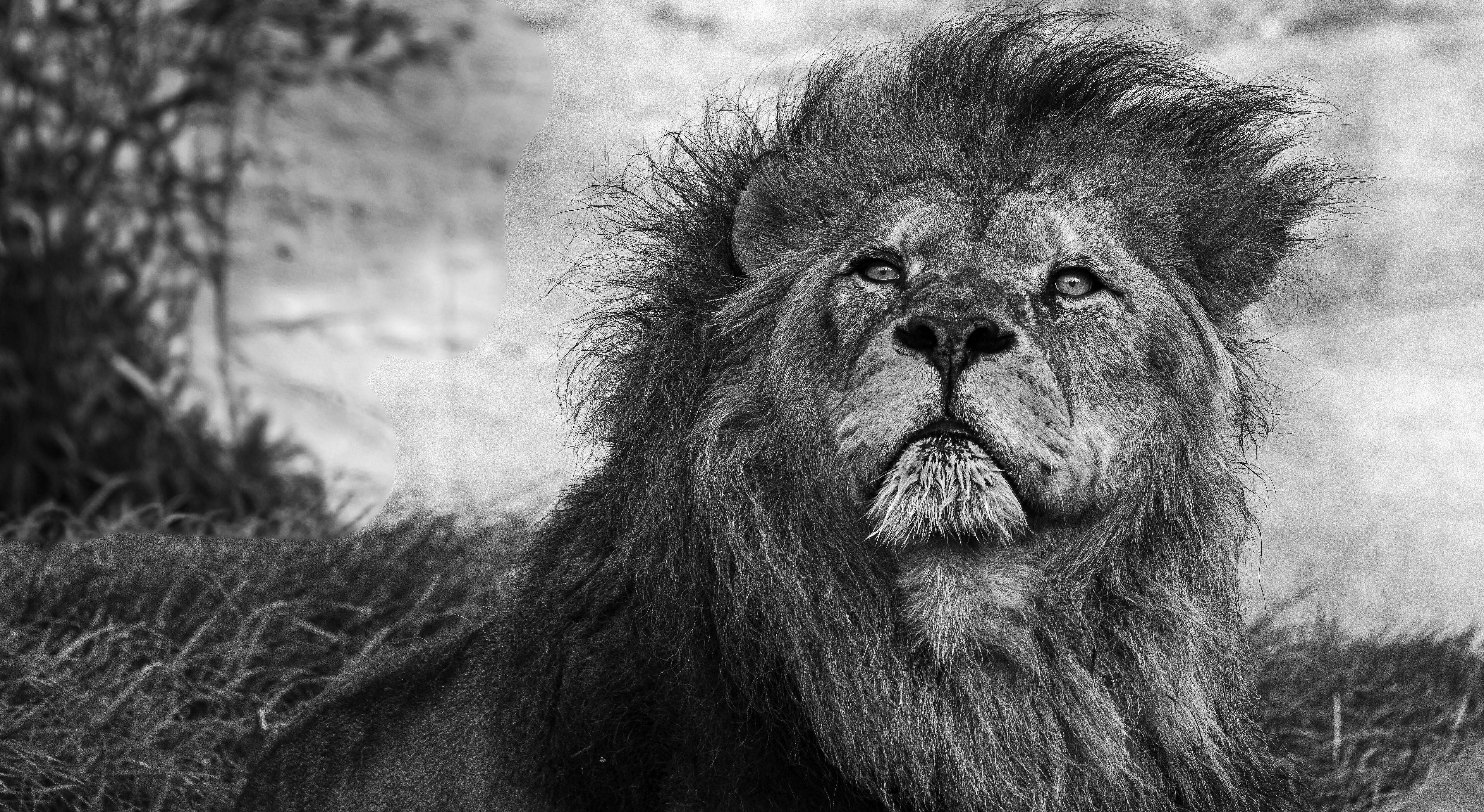 Adonis+Men Photos, Download The BEST Free Adonis+Men Stock Photos & HD ...