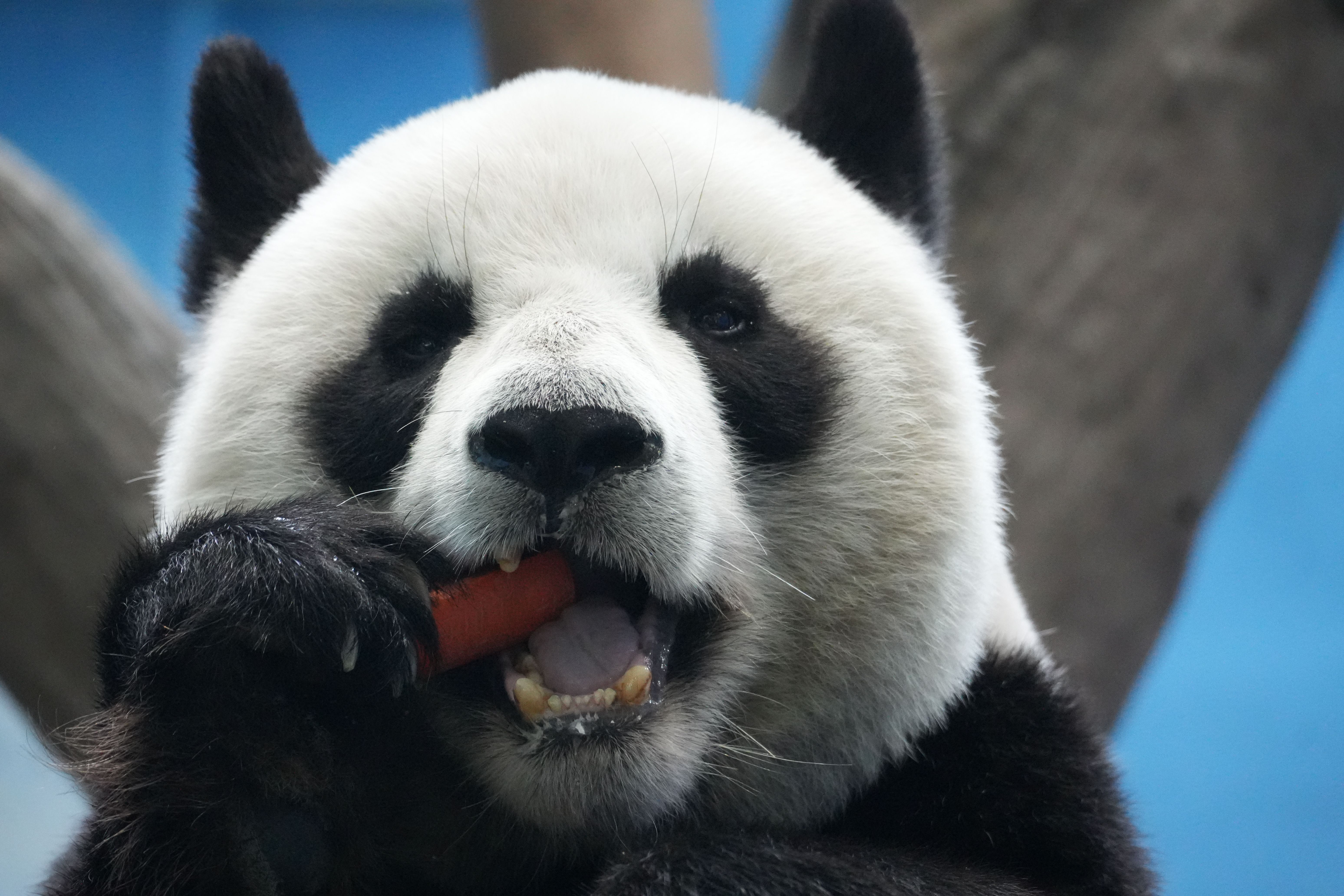 Close-Up of Giant Panda Eating a Carrot · Free Stock Photo