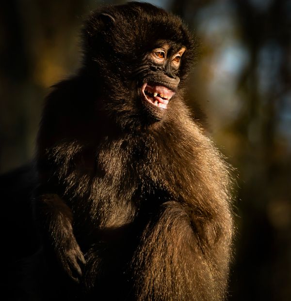 A Goofy Monkey Photos, Download The BEST Free A Goofy Monkey Stock ...