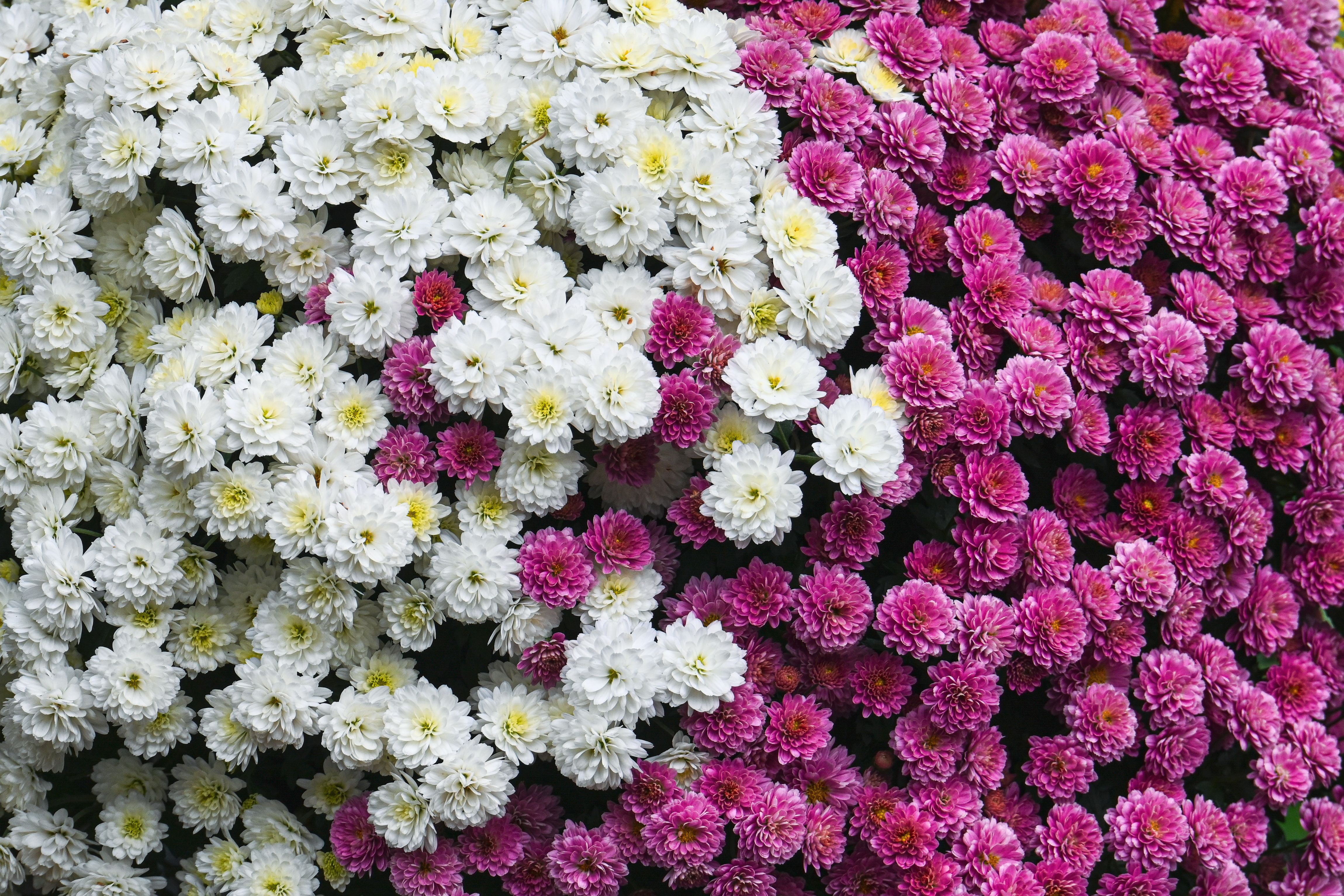 Vibrant Chrysanthemum Blooms in Full Display · Free Stock Photo