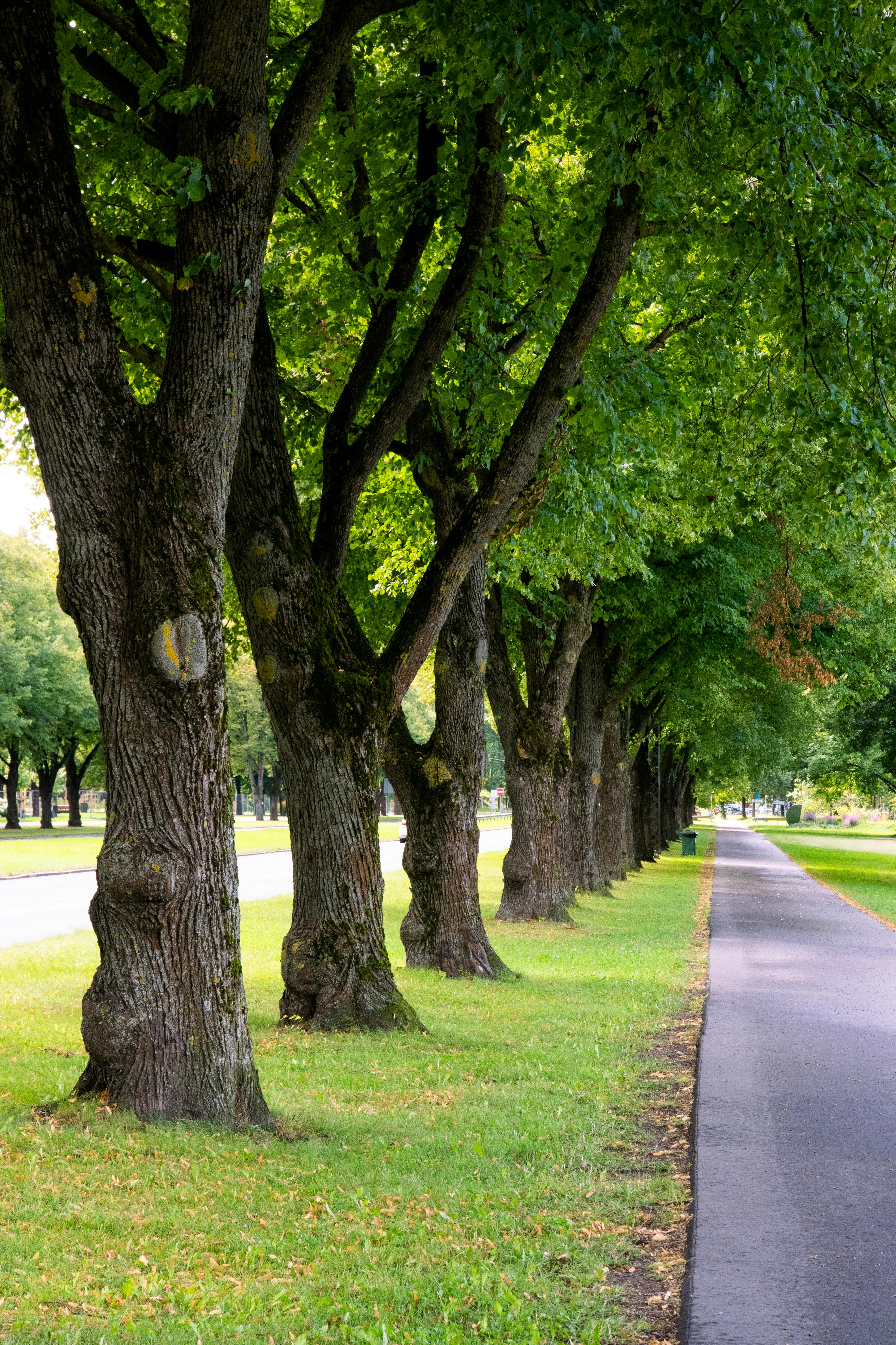 Tree Line Photos, Download The BEST Free Tree Line Stock Photos & HD Images