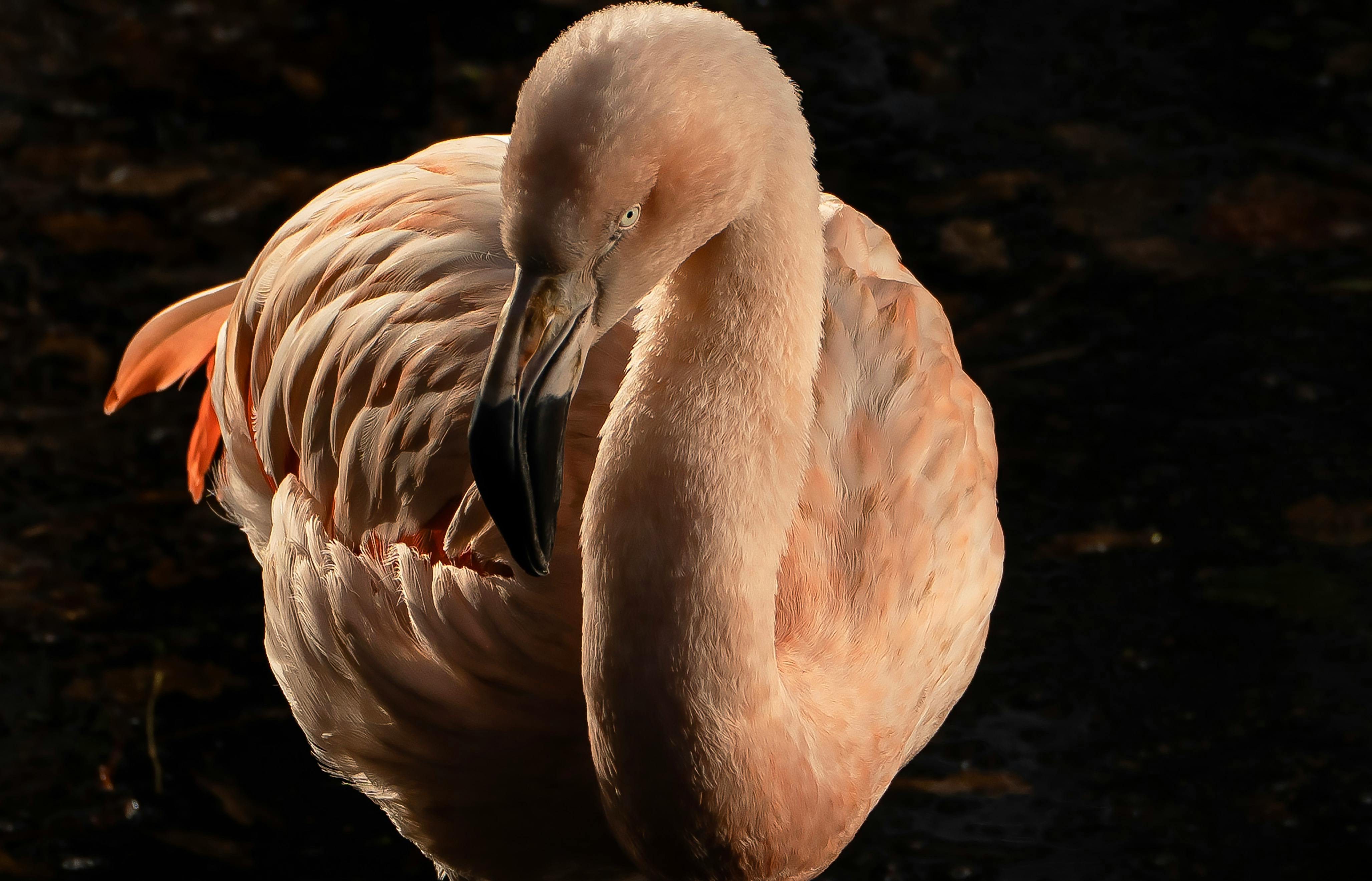 Batman Profile Photos, Download The BEST Free Batman Profile Stock ...