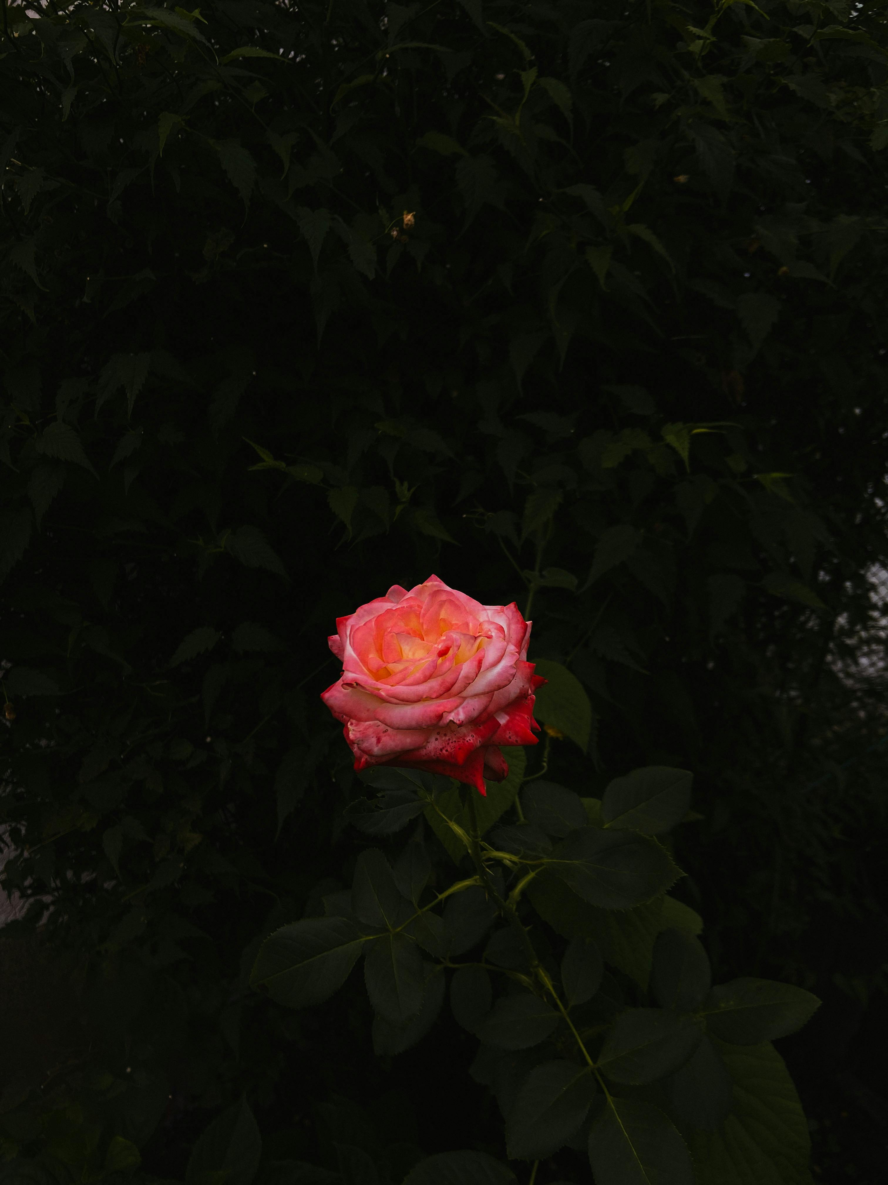 Gulab Flower Background Photos, Download The BEST Free Gulab Flower ...