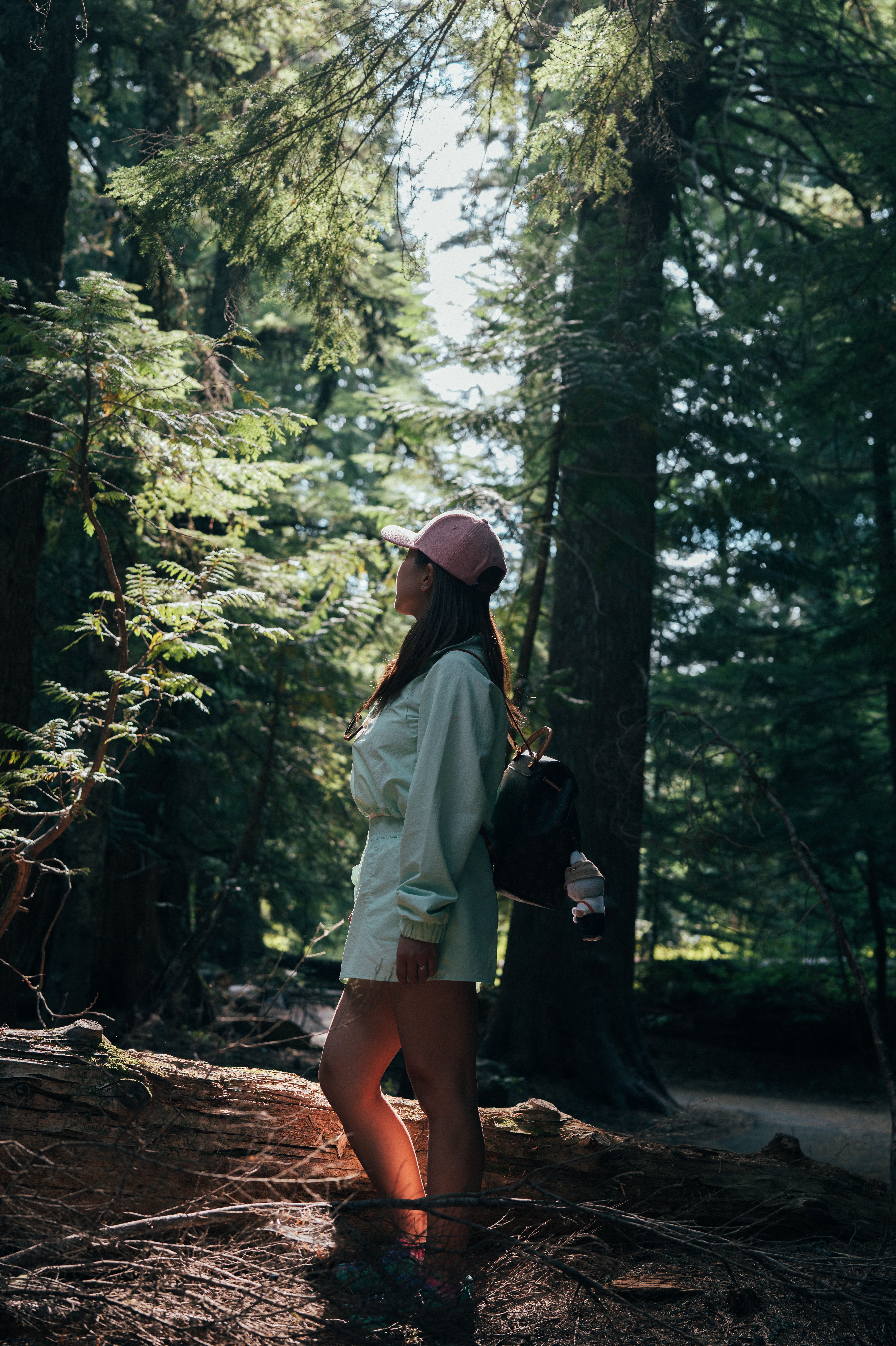 Forest Landscape Photos, Download The BEST Free Forest Landscape Stock ...