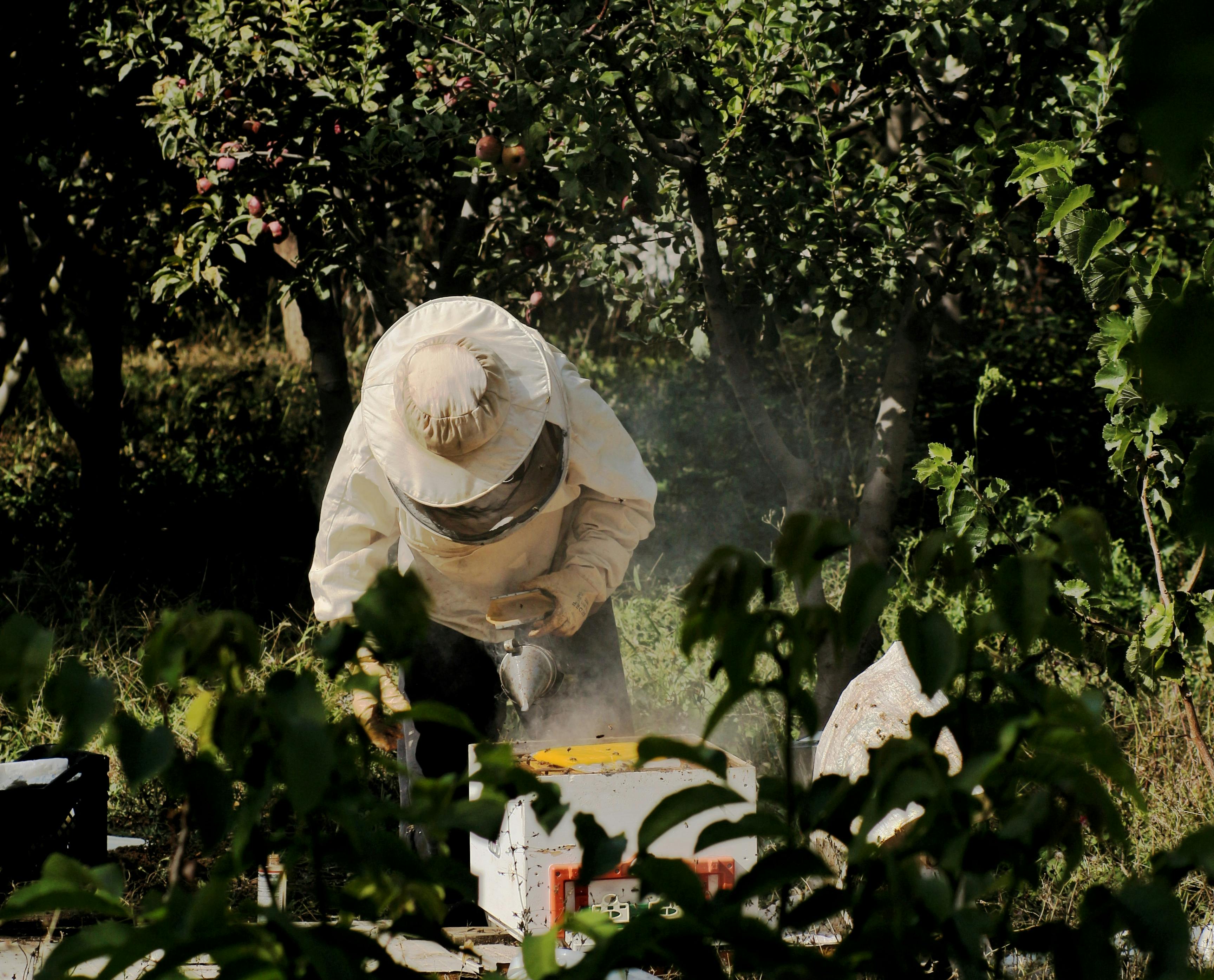 Beekeeping Photos, Download The BEST Free Beekeeping Stock Photos & HD ...