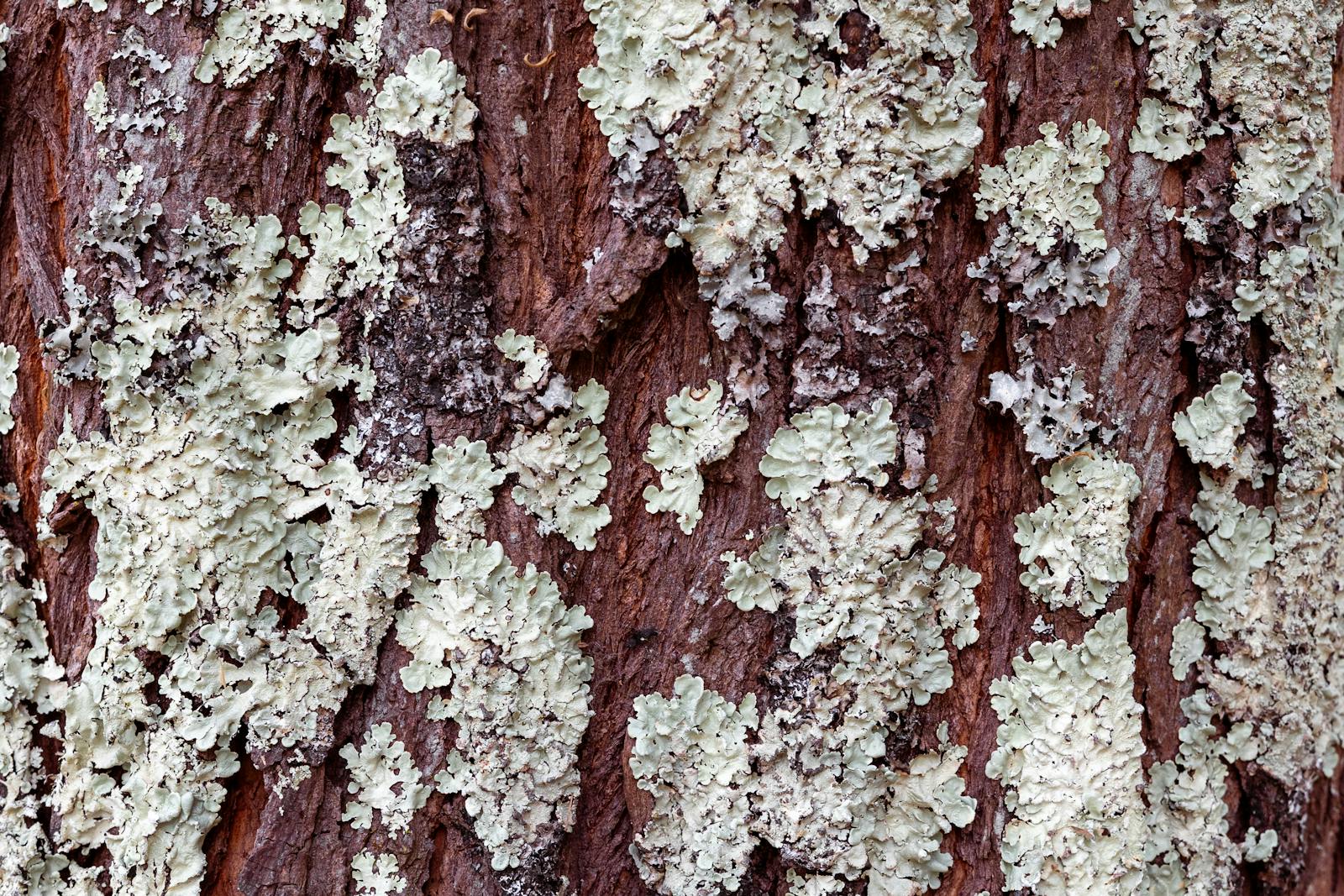 Culpa Mia Wallpaper Photos, Download The BEST Free Culpa Mia Wallpaper ...