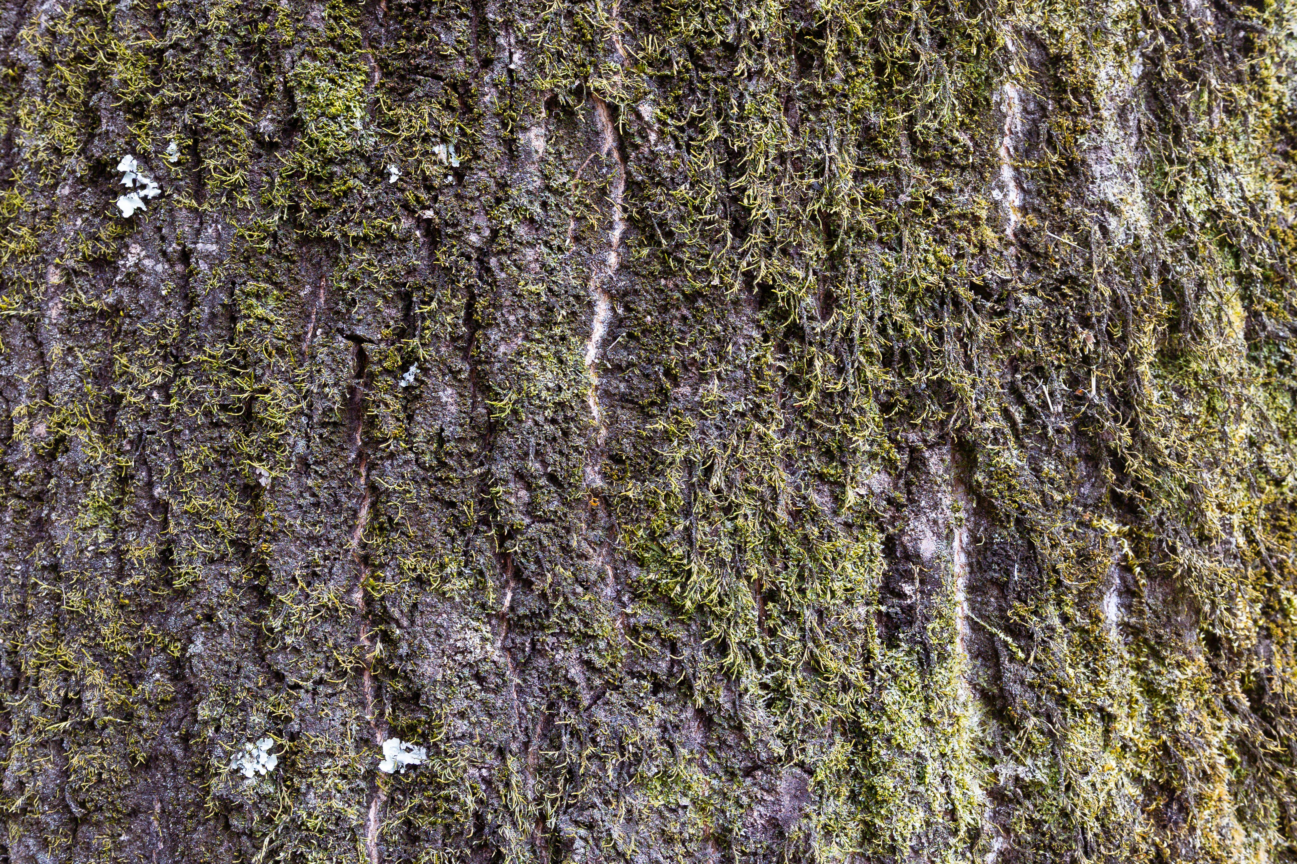 Parda Background Photos, Download The BEST Free Parda Background Stock ...