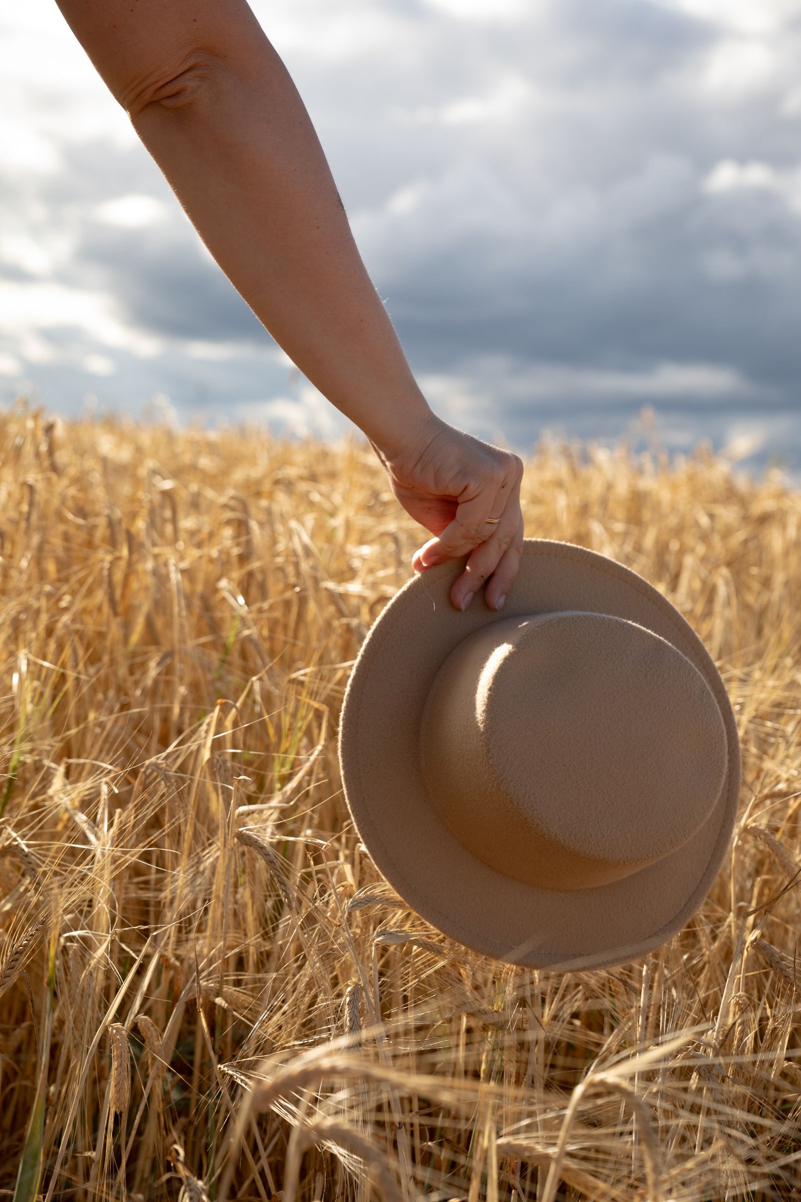 Wheat And Darnel Photos, Download The BEST Free Wheat And Darnel Stock ...