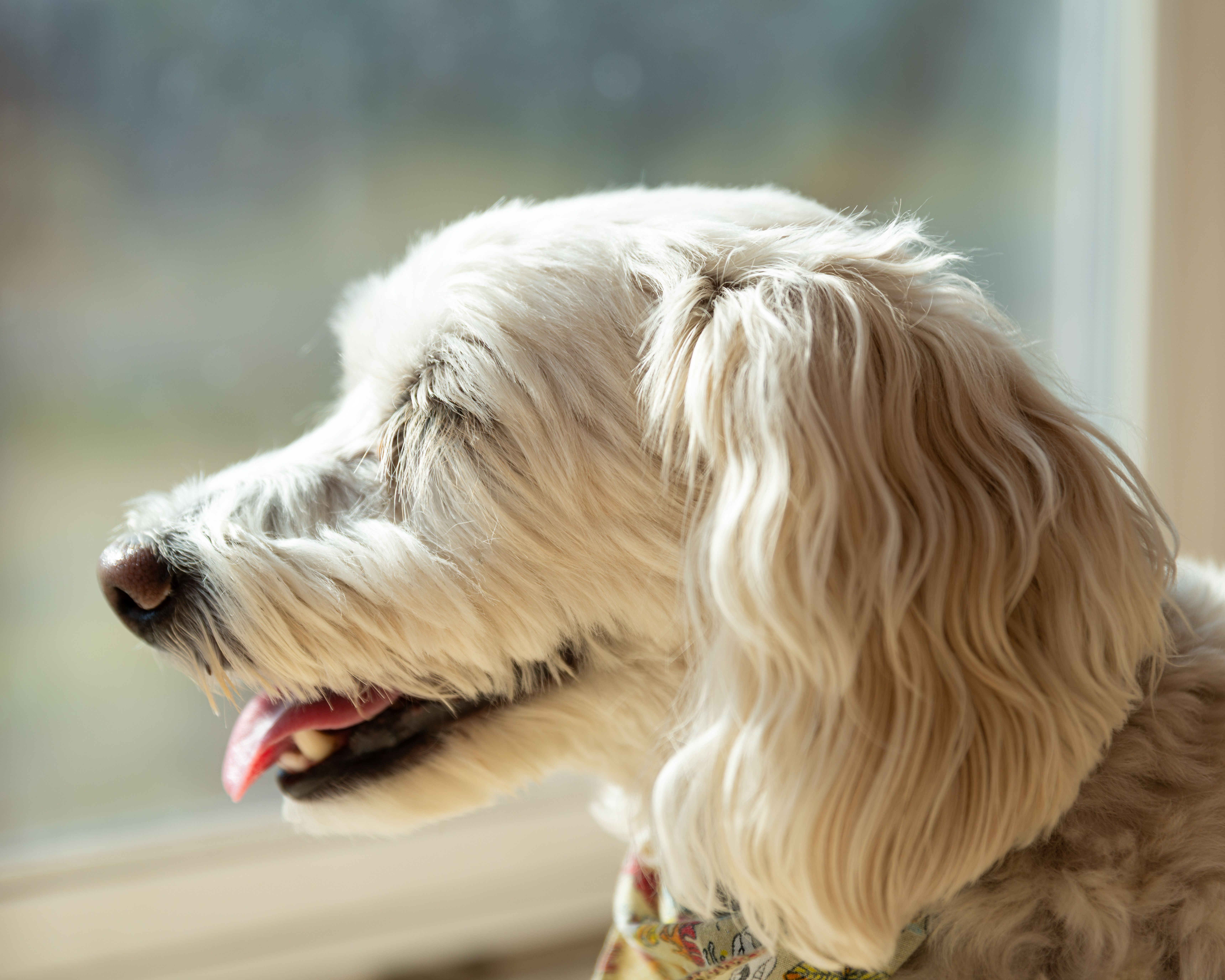 Close-up of Happy White Labradoodle Dog by Window · Free Stock Photo