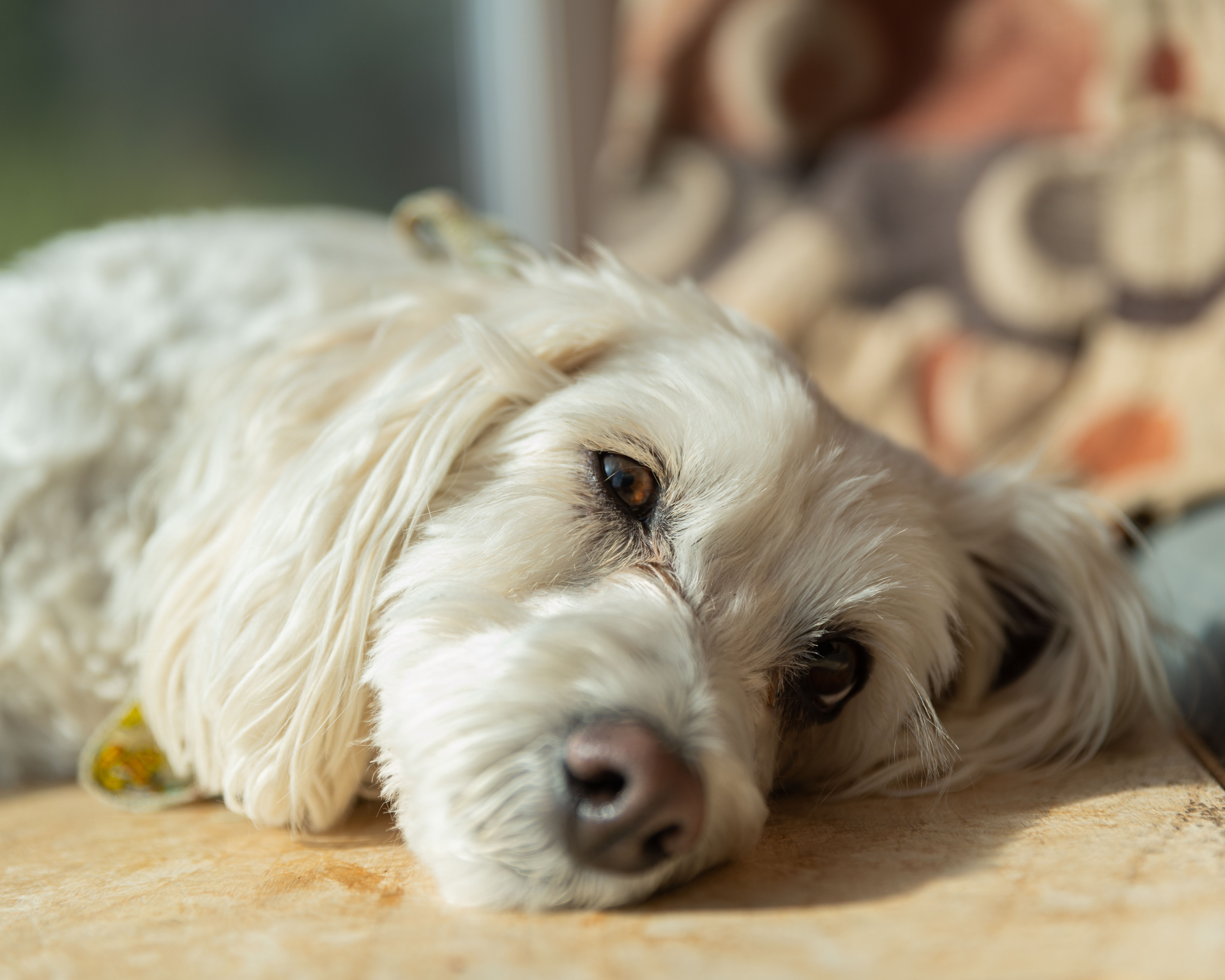 Relaxed White Dog Resting Indoors · Free Stock Photo