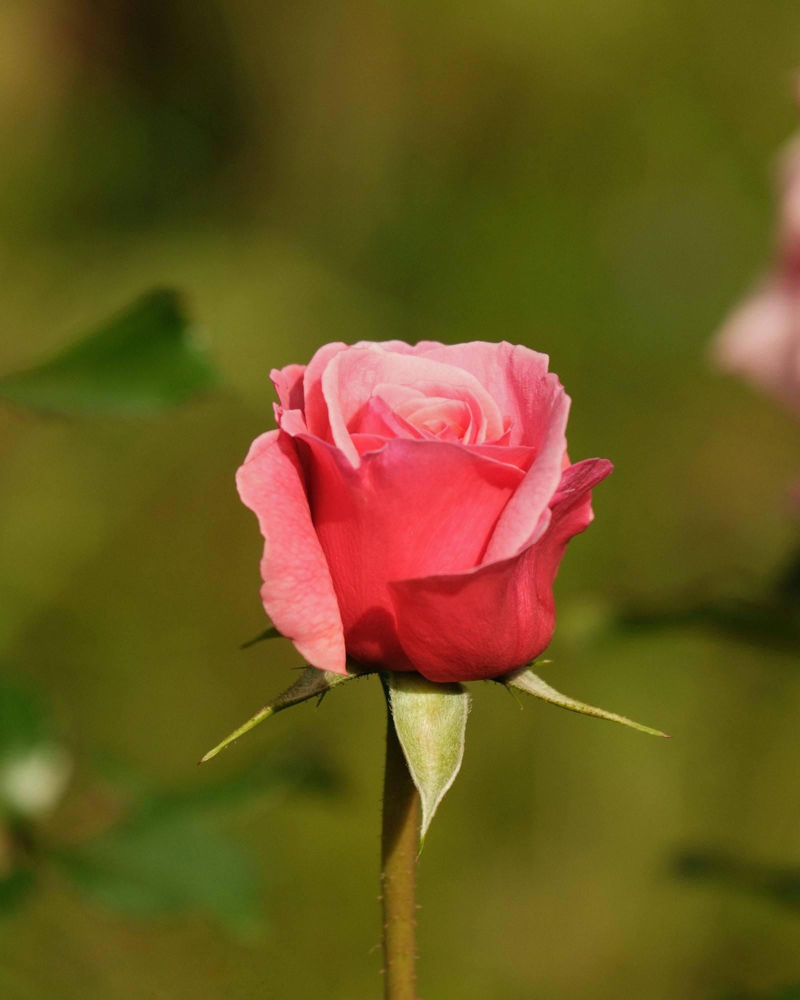 Gulab Flower Photos, Download The BEST Free Gulab Flower Stock Photos ...