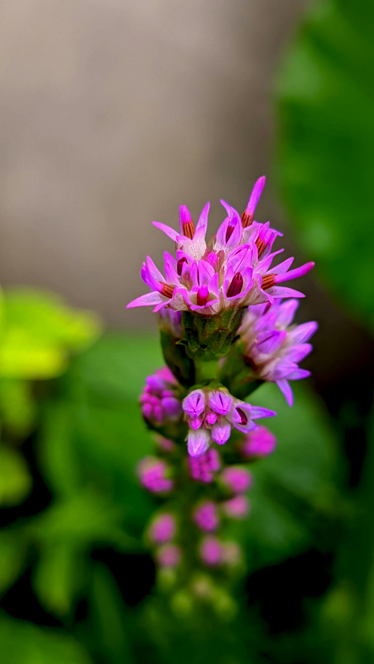 Camilla+Araujo+Pink+Pics+Free+Download Photos, Download The BEST Free ...