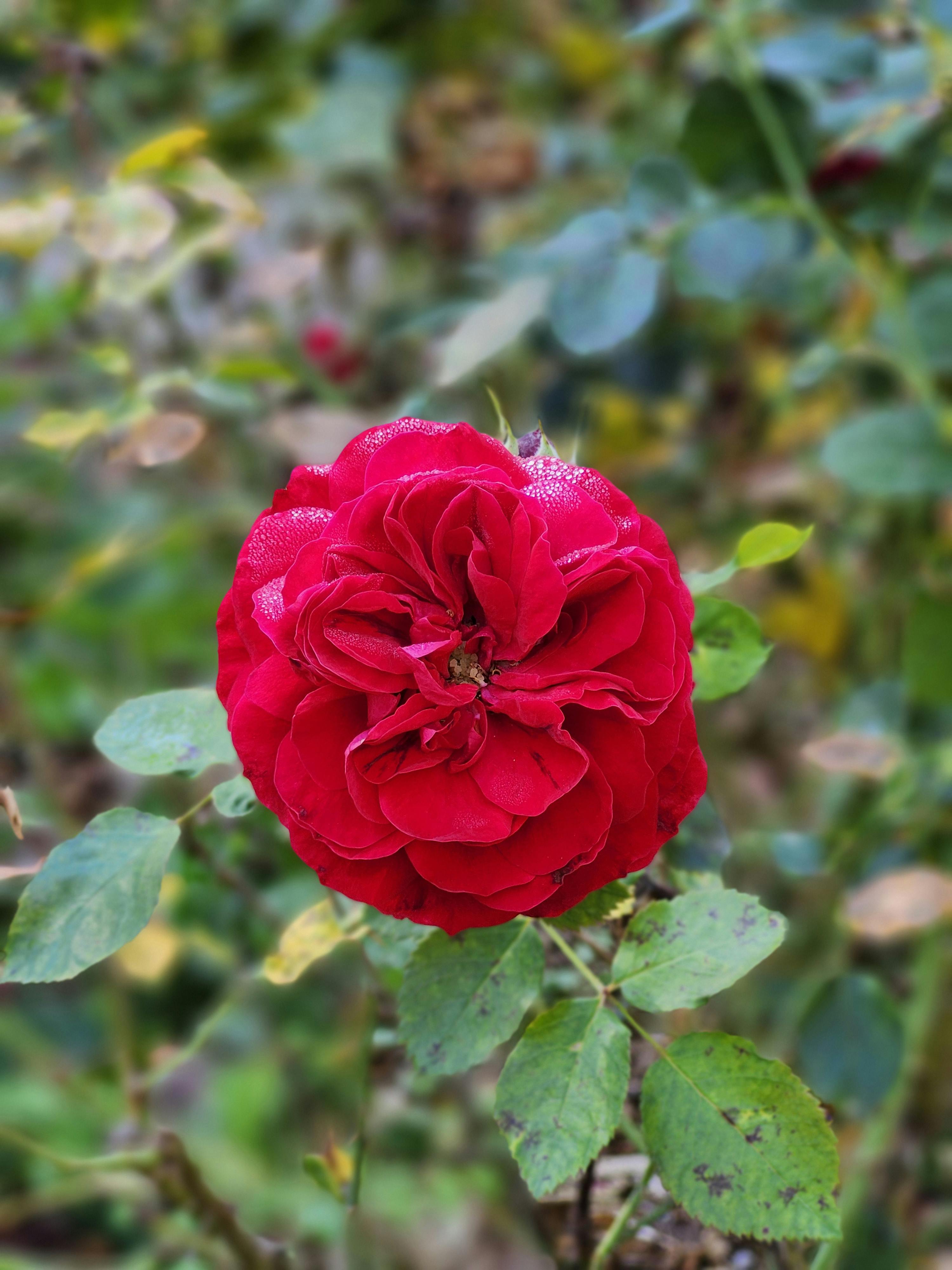 Gulab Flower Photos, Download The BEST Free Gulab Flower Stock Photos ...