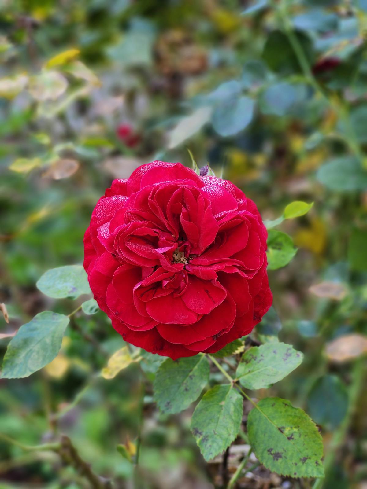 Gulab Flower Photos, Download The BEST Free Gulab Flower Stock Photos ...