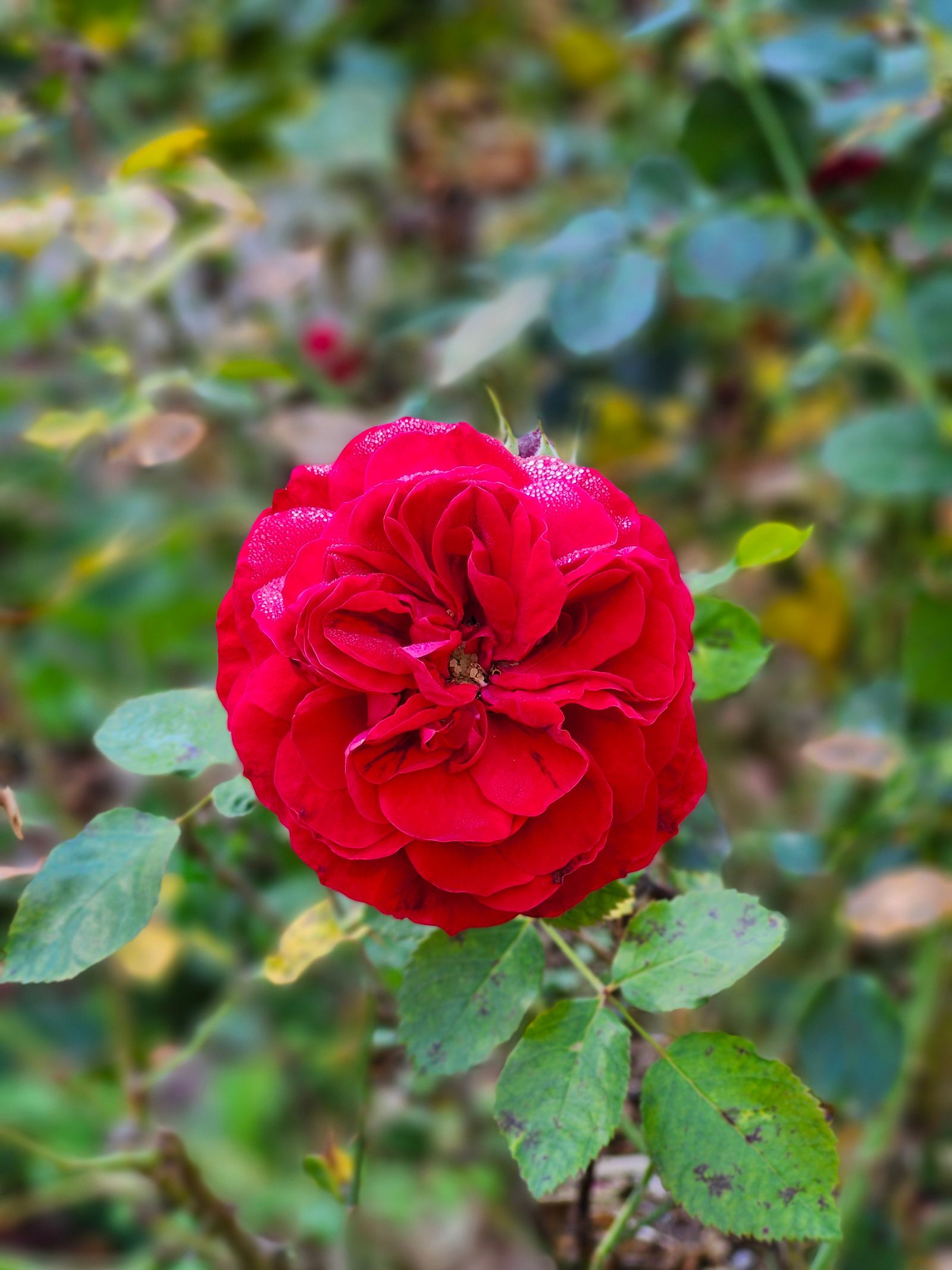 Gulab Flower Photos, Download The BEST Free Gulab Flower Stock Photos ...