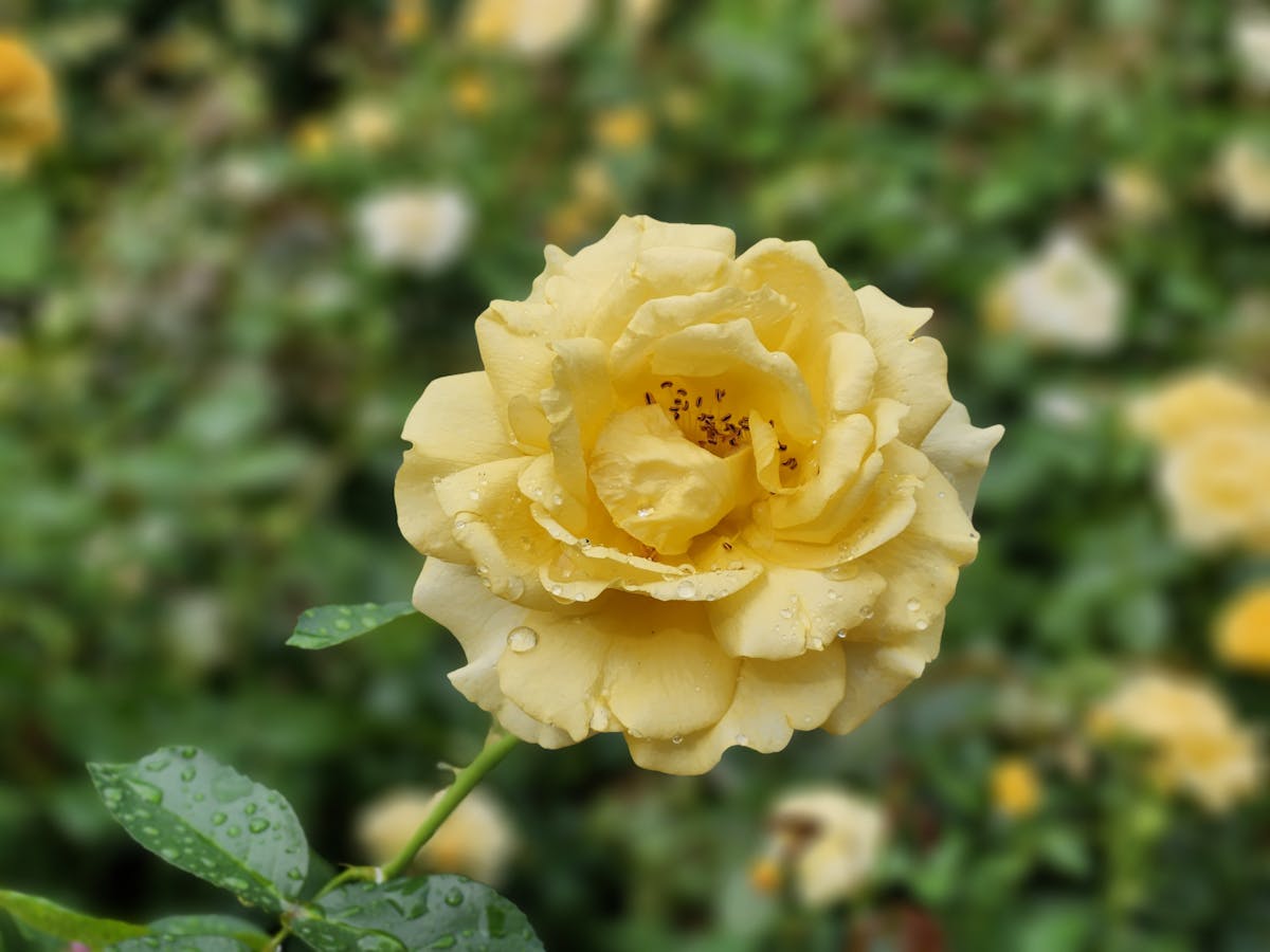 Gulab Flower Photos, Download The BEST Free Gulab Flower Stock Photos ...