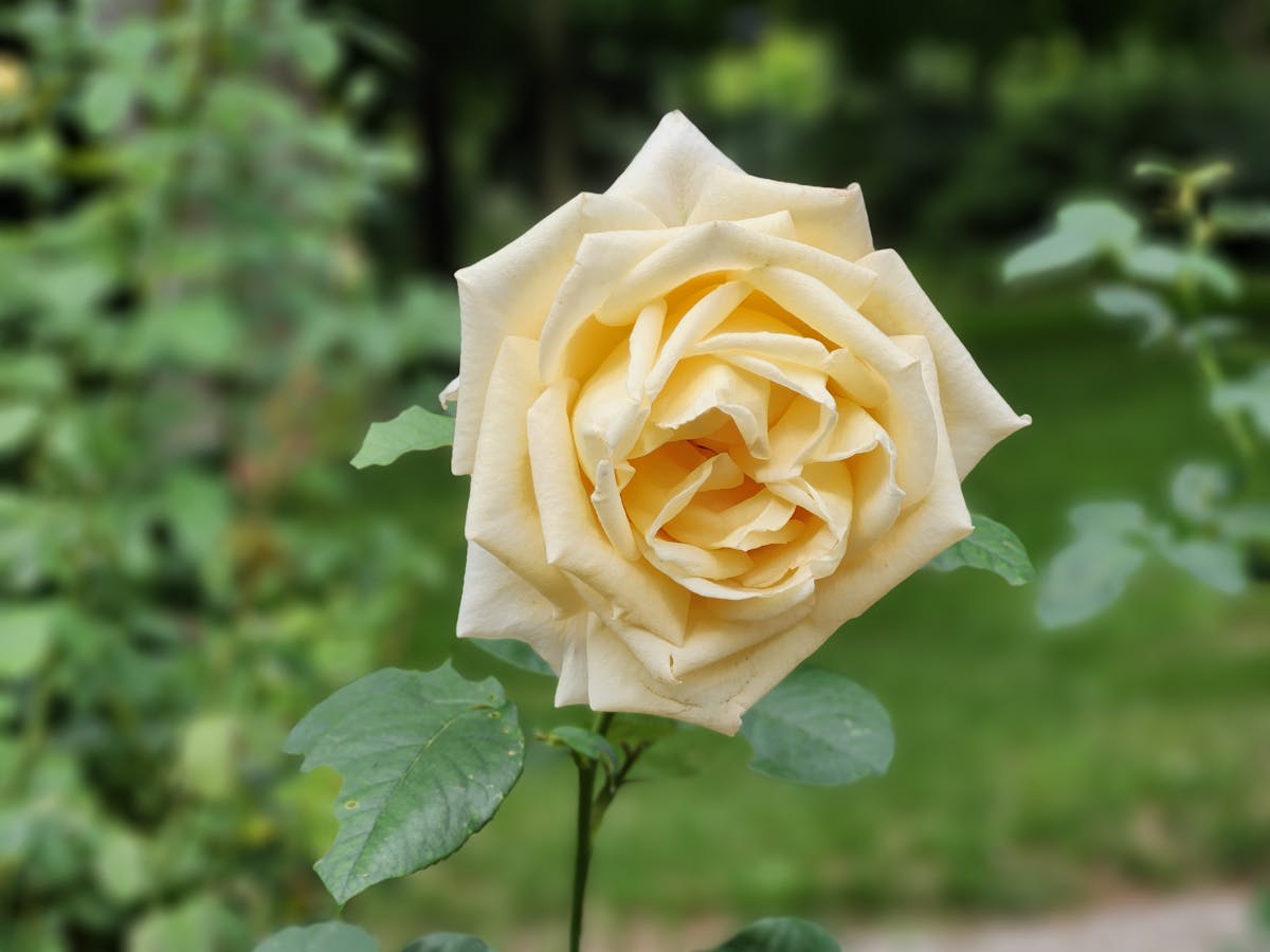 Gulab Flower Photos, Download The BEST Free Gulab Flower Stock Photos ...