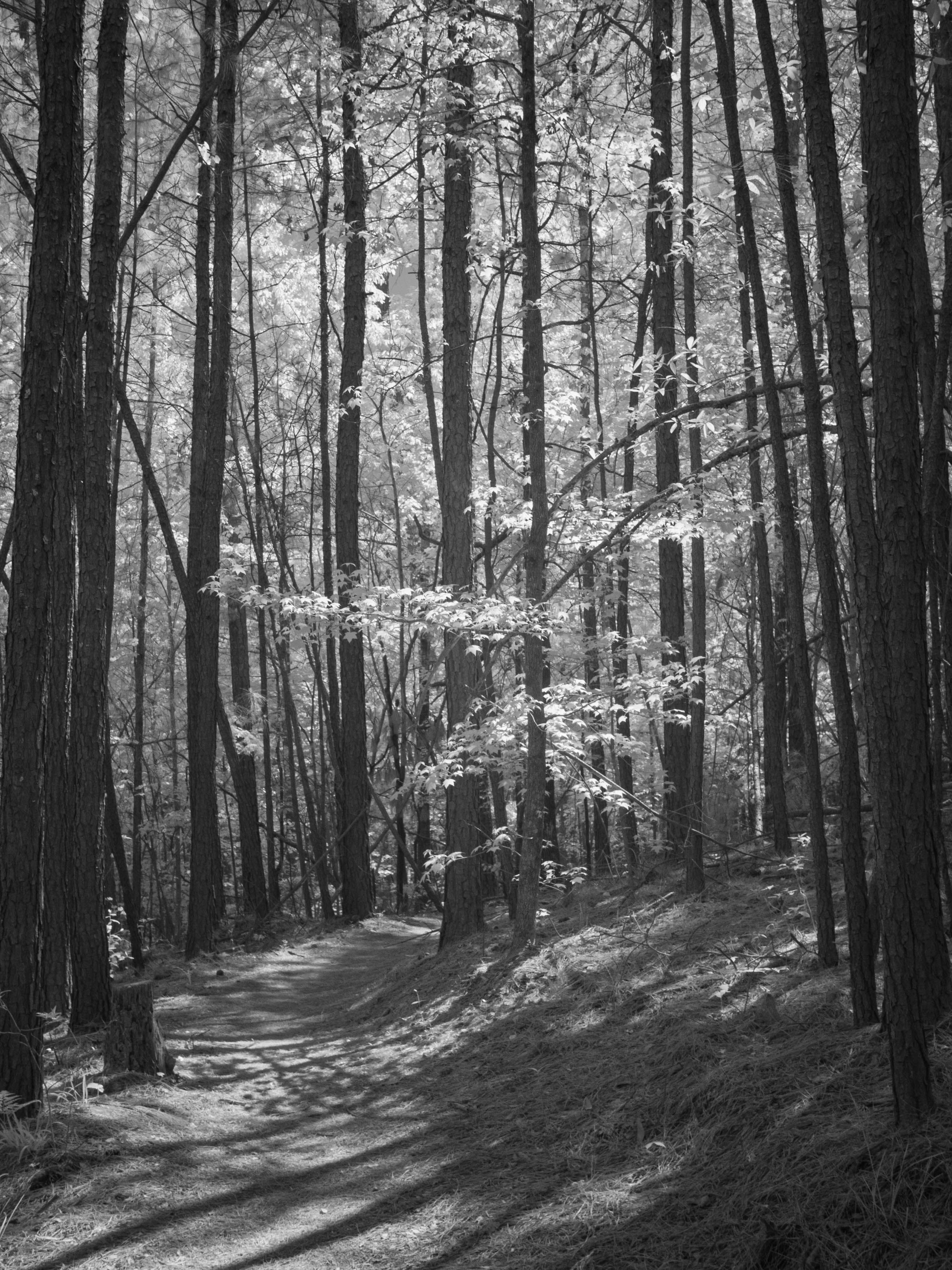 Infrared Ray Photos, Download The BEST Free Infrared Ray Stock Photos ...