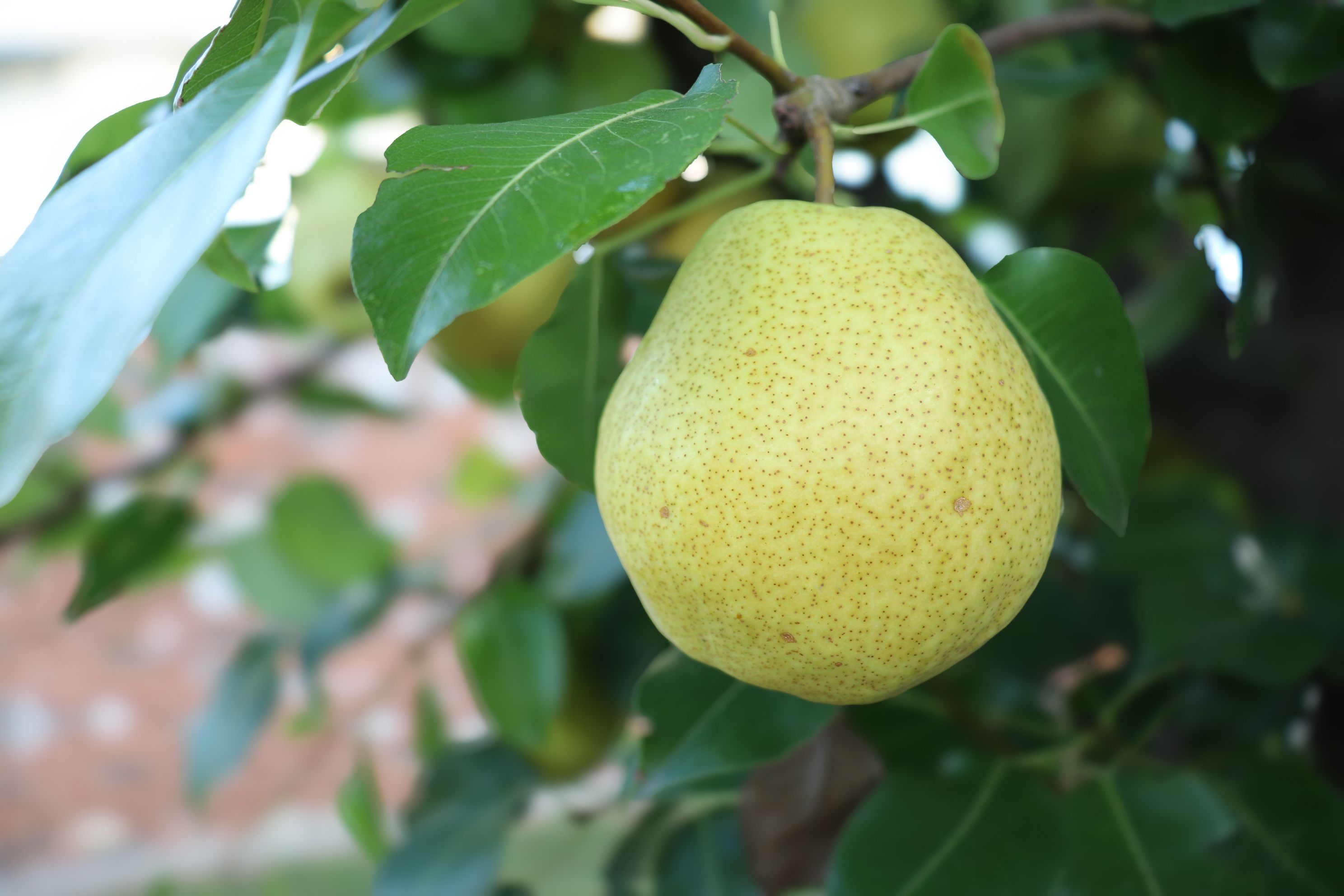 Close-up of Pear Hanging from a Tree Branch · Free Stock Photo