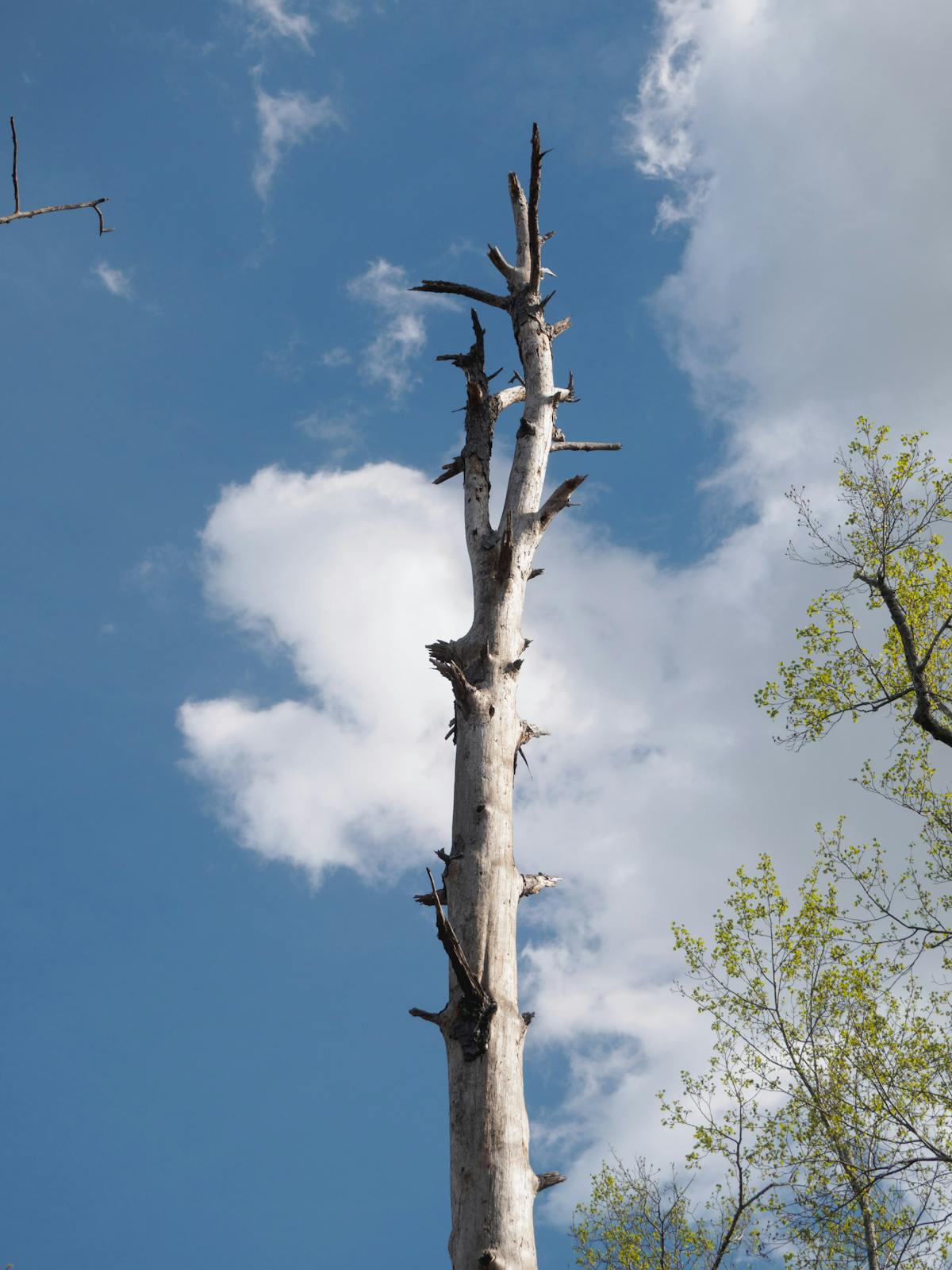Dead Tree Photos, Download The BEST Free Dead Tree Stock Photos & HD Images