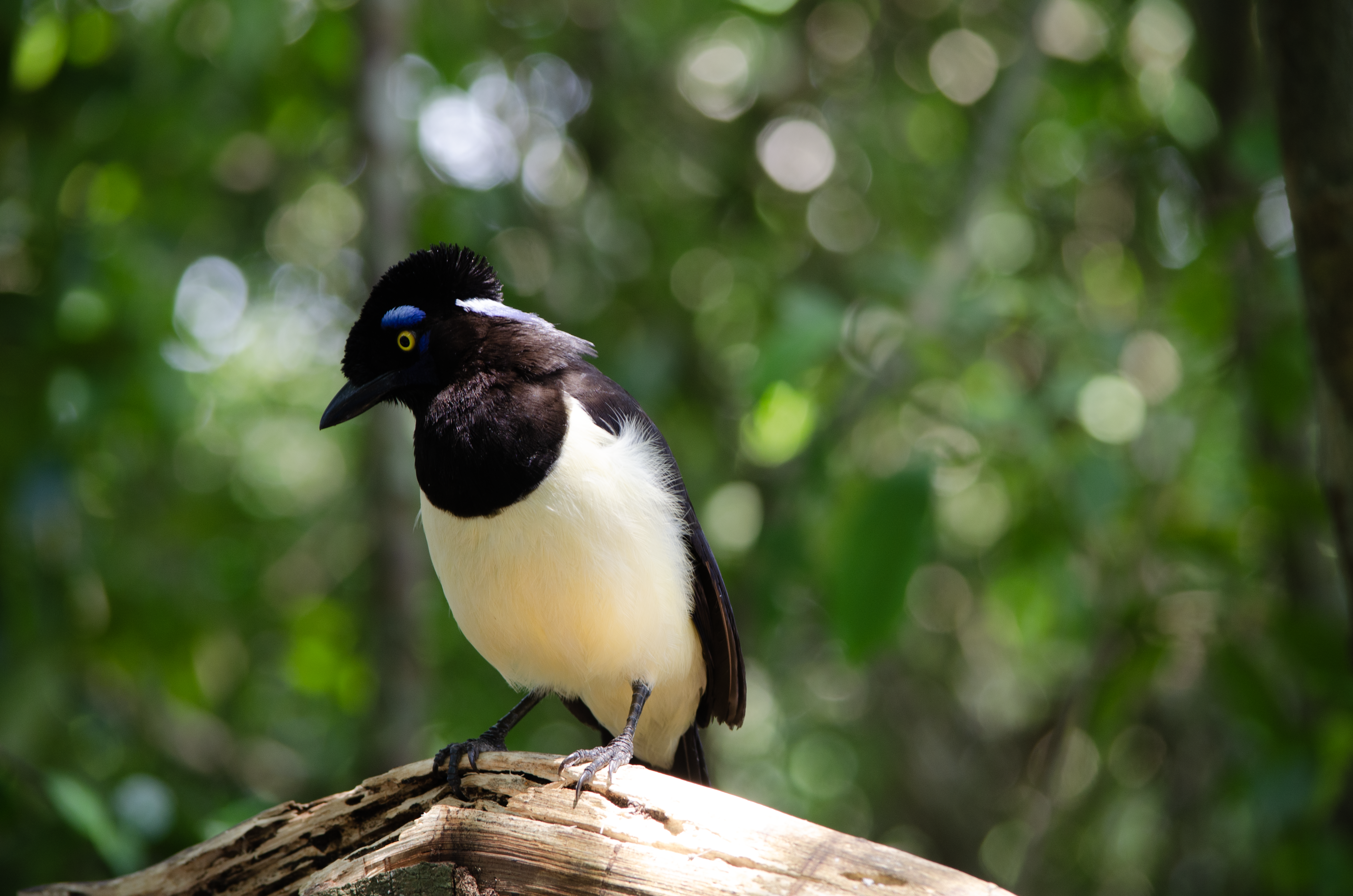 Plush-crested Jay on Forest Branch · Free Stock Photo