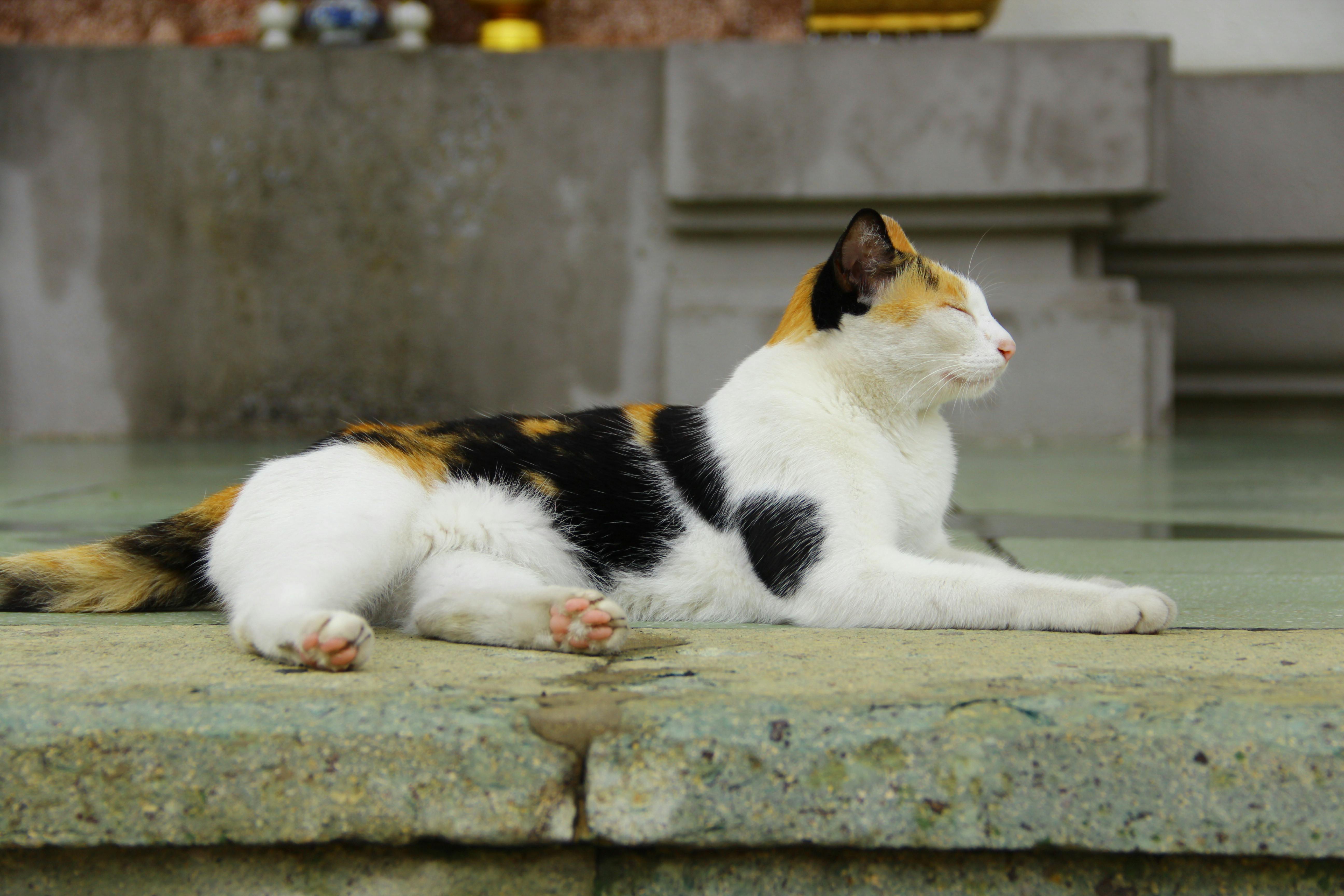 Repo Background Photos, Download The BEST Free Repo Background Stock ...