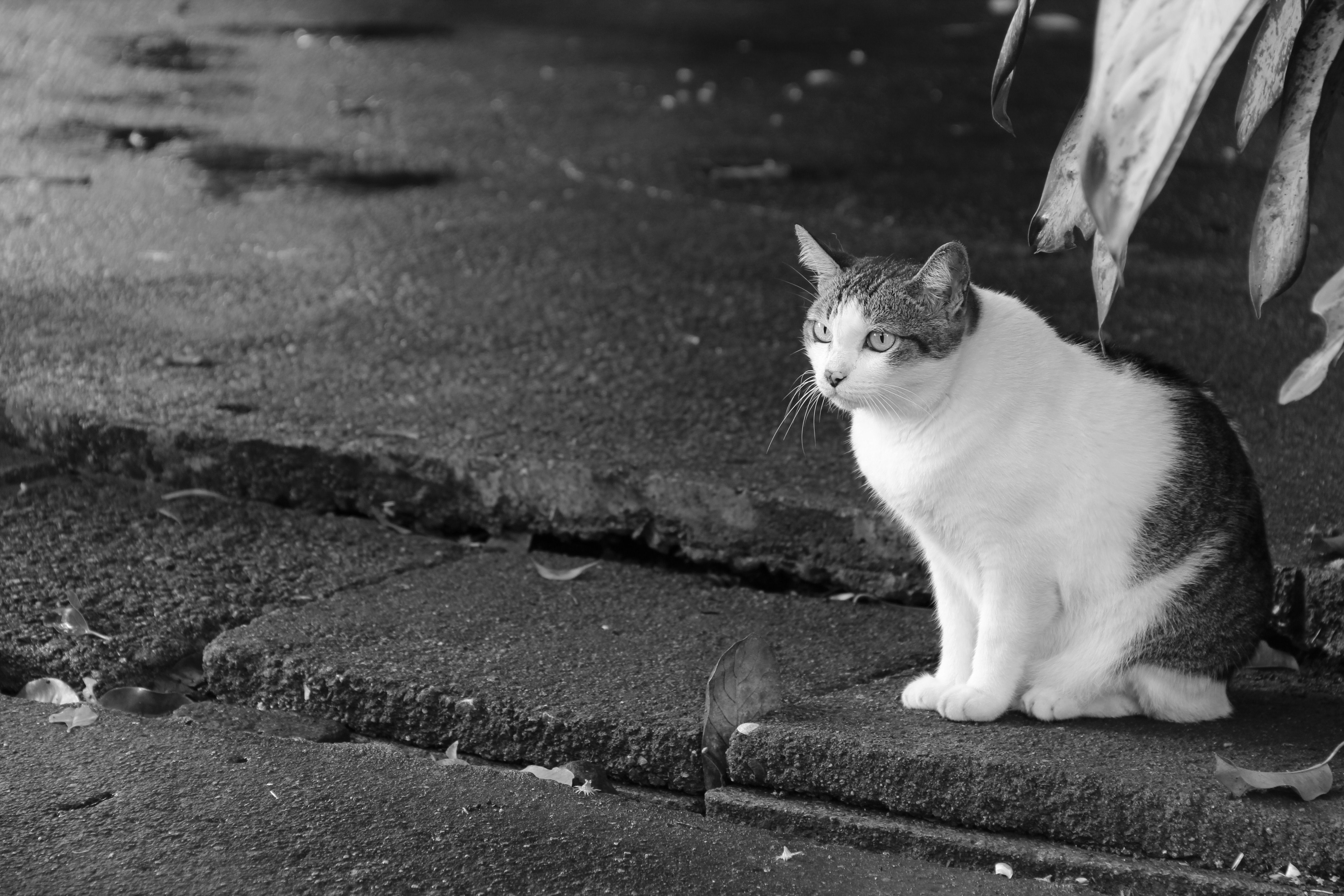Jelly Cat Photos, Download The BEST Free Jelly Cat Stock Photos & HD Images