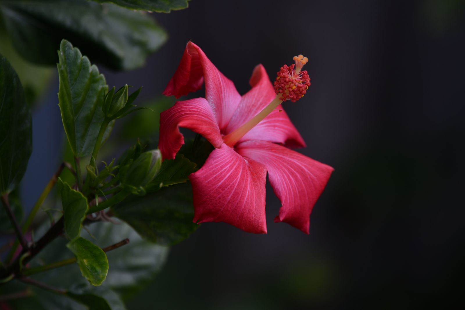 Gulab Flower Background Photos, Download The BEST Free Gulab Flower ...