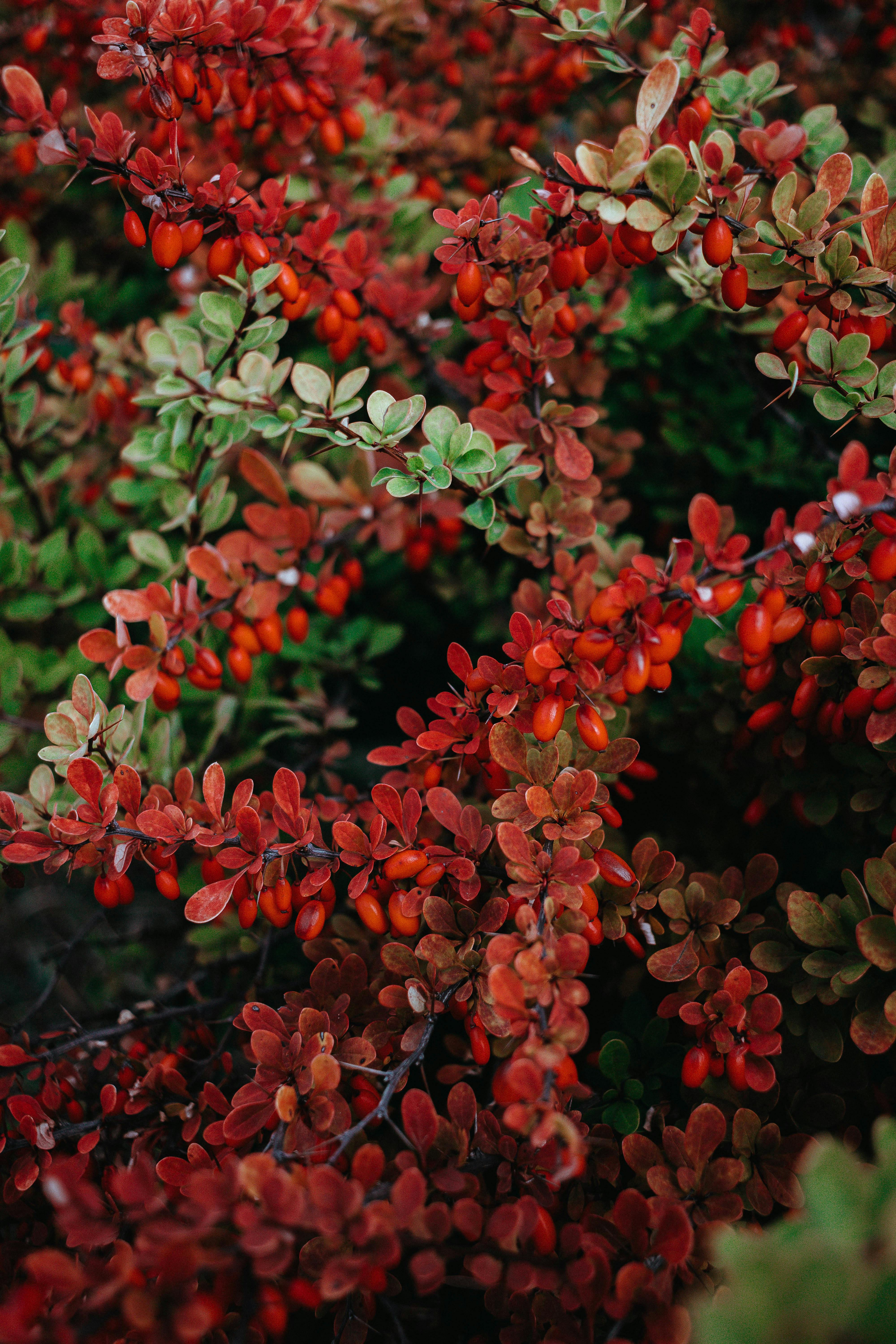 Bush Texture Photos, Download The BEST Free Bush Texture Stock Photos ...