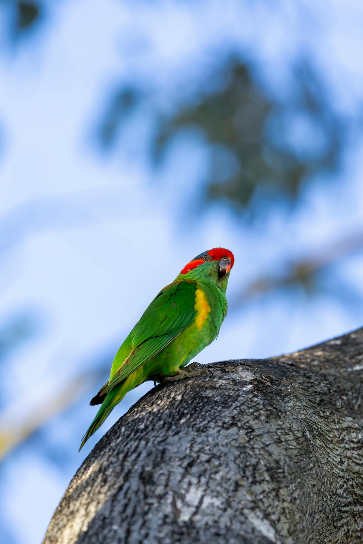 Parrot Images Photos, Download The BEST Free Parrot Images Stock Photos ...