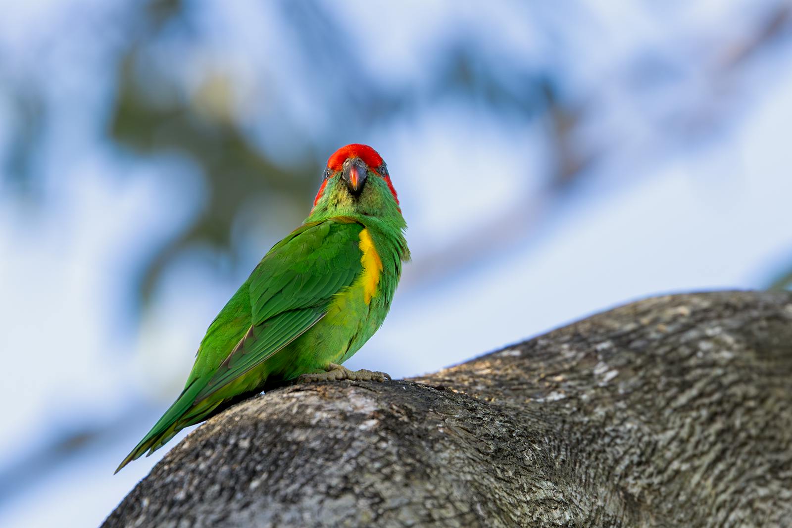 Parrot Images Photos, Download The BEST Free Parrot Images Stock Photos ...