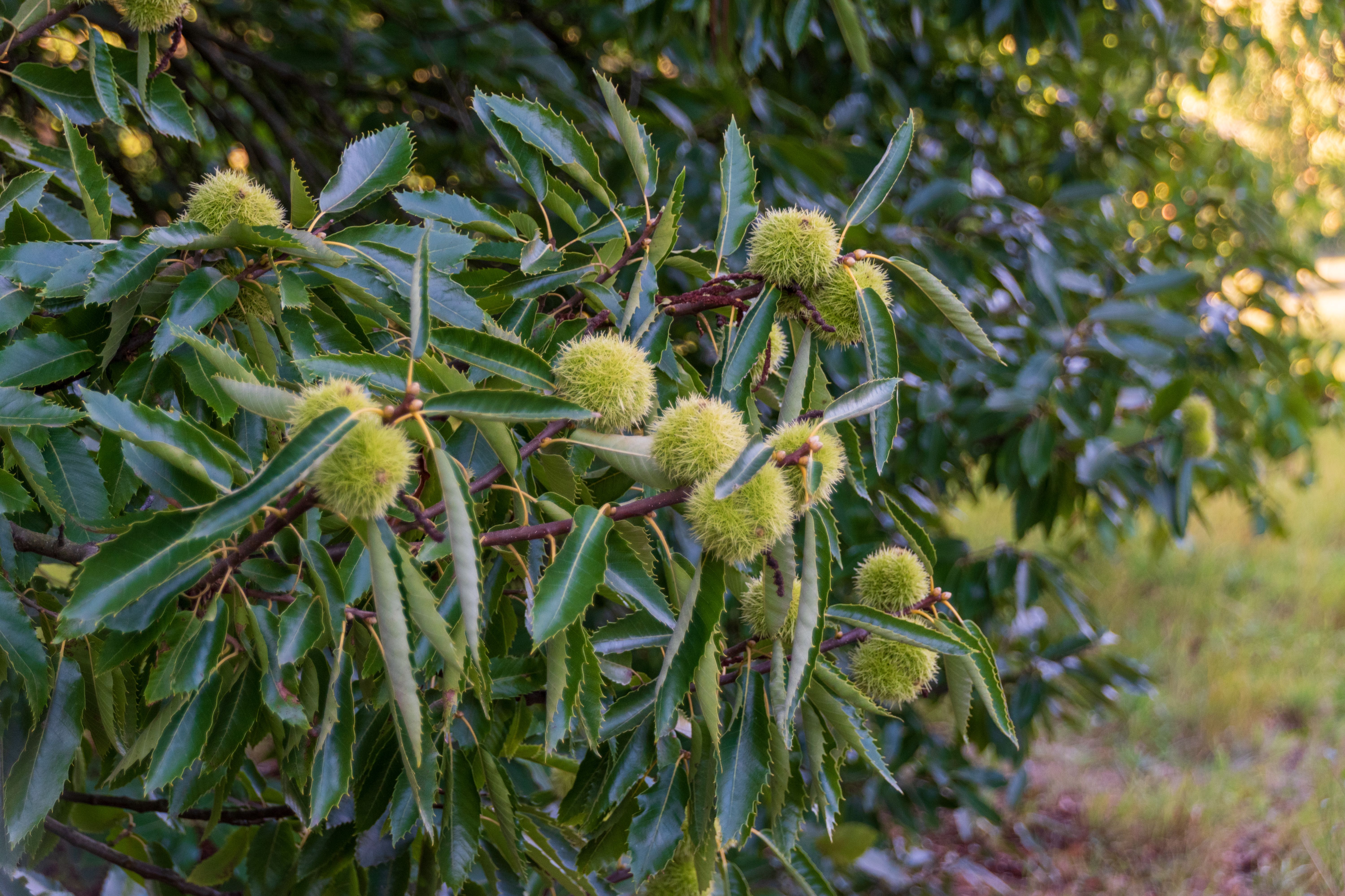 Close-up of Chestnut Tree with Spiky Fruits · Free Stock Photo