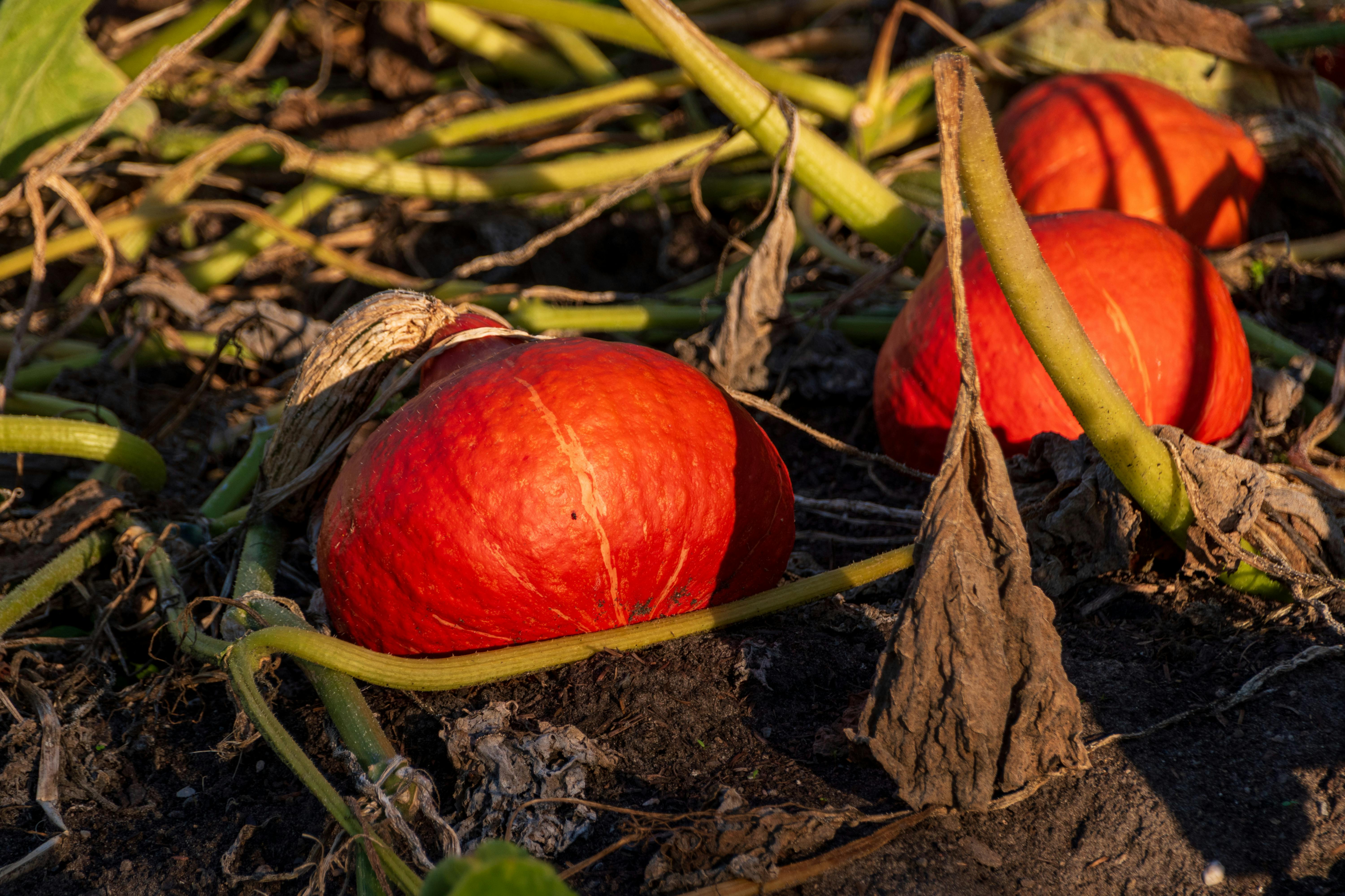 Squash Photos, Download The BEST Free Squash Stock Photos & HD Images