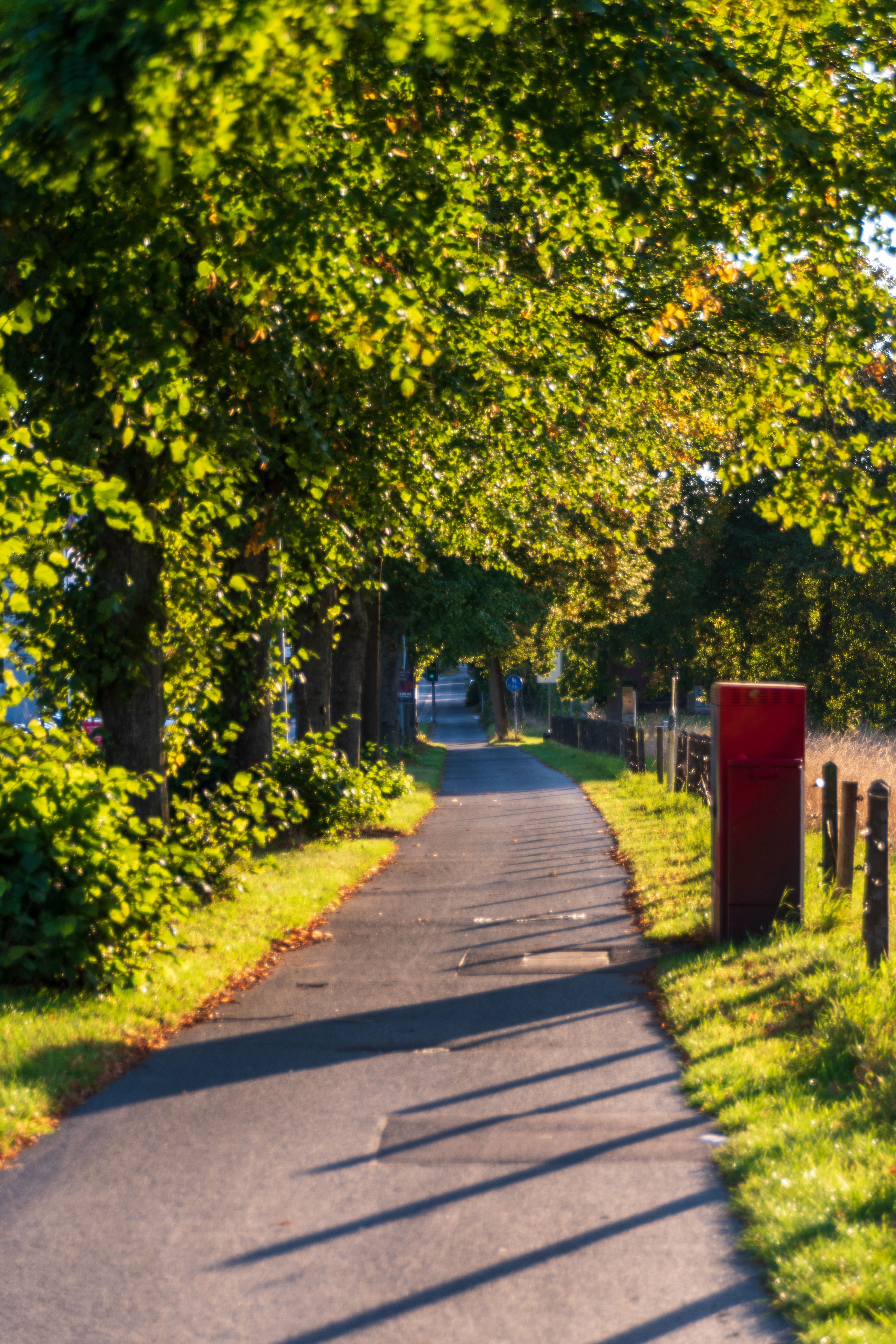 Sunny Pathway with Lush Green Trees and Red Mailbox · Free Stock Photo