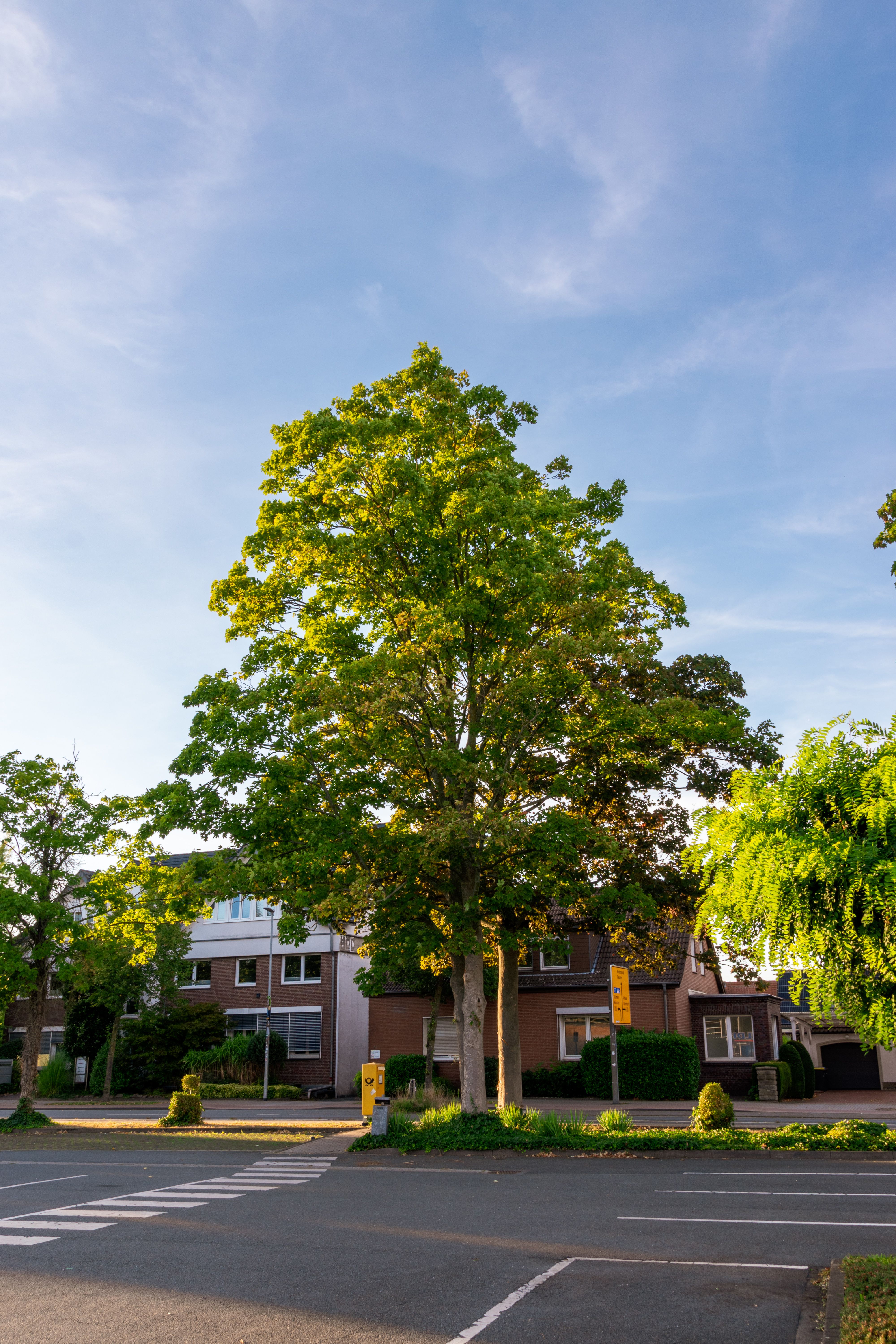 Serene Urban Street Scene with Tall Tree · Free Stock Photo