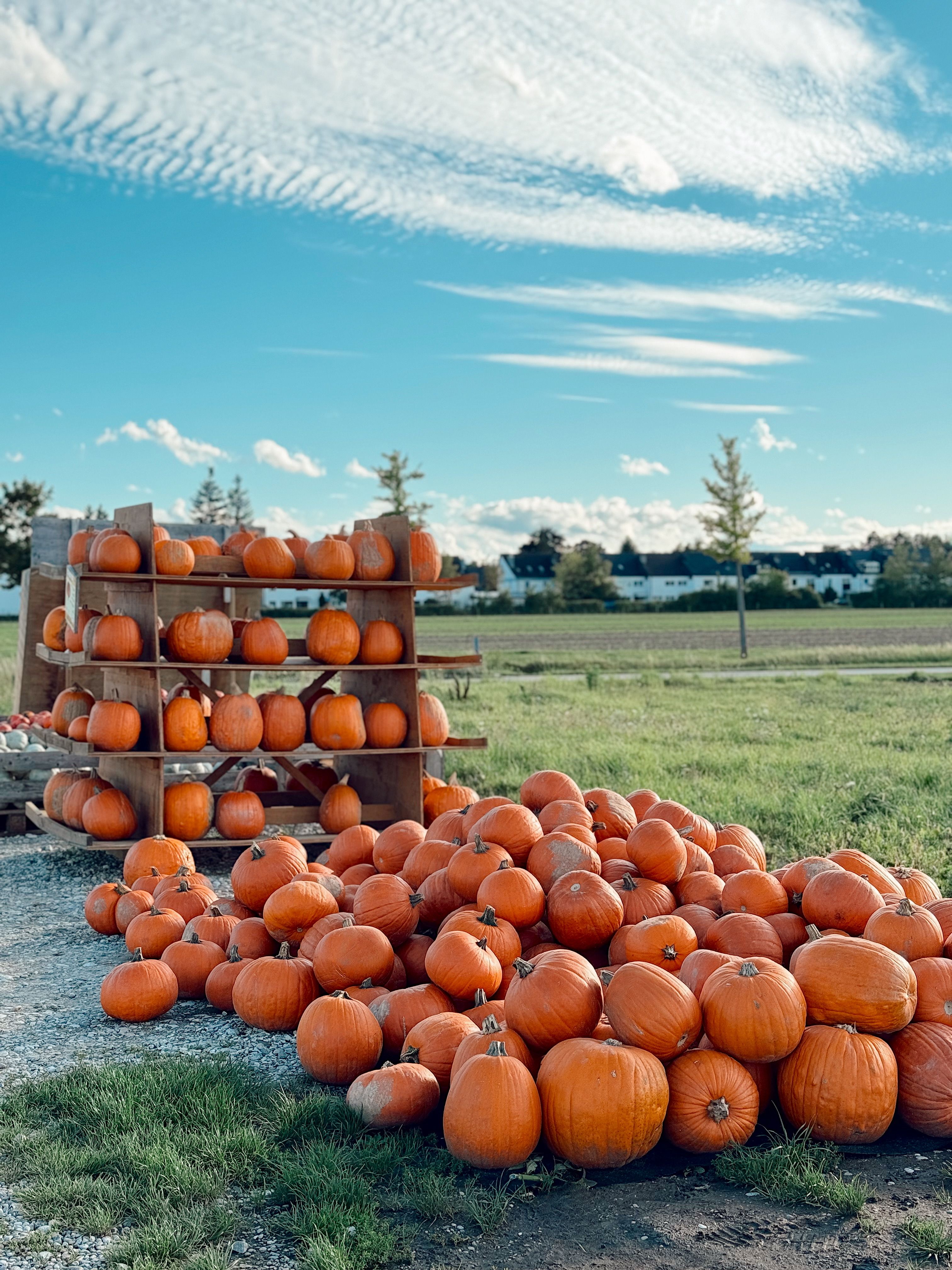 Squash Photos, Download The BEST Free Squash Stock Photos & HD Images