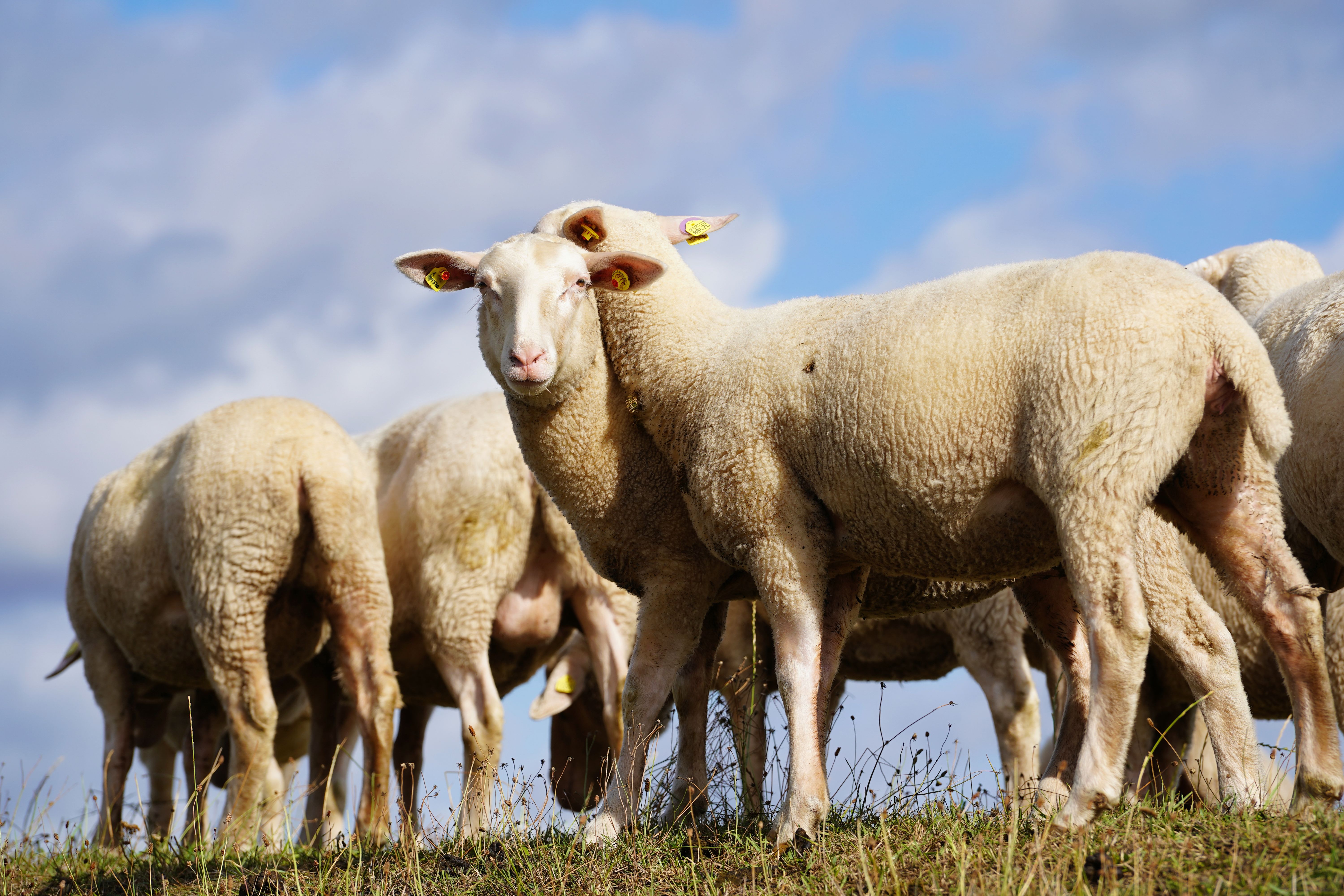 Flock of Sheep Grazing in Rural Germany · Free Stock Photo