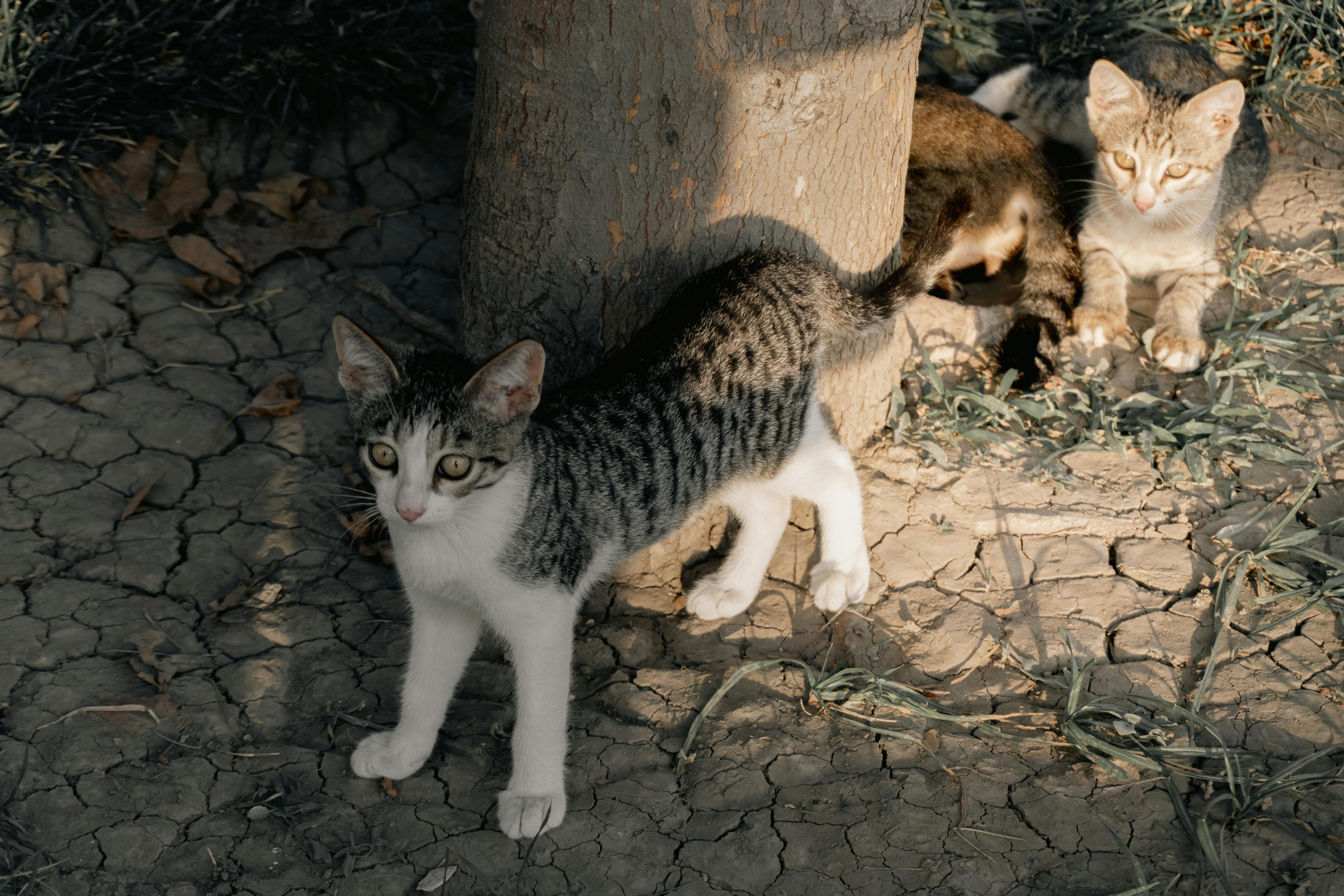 Sigma Cats Photos, Download The BEST Free Sigma Cats Stock Photos & HD ...