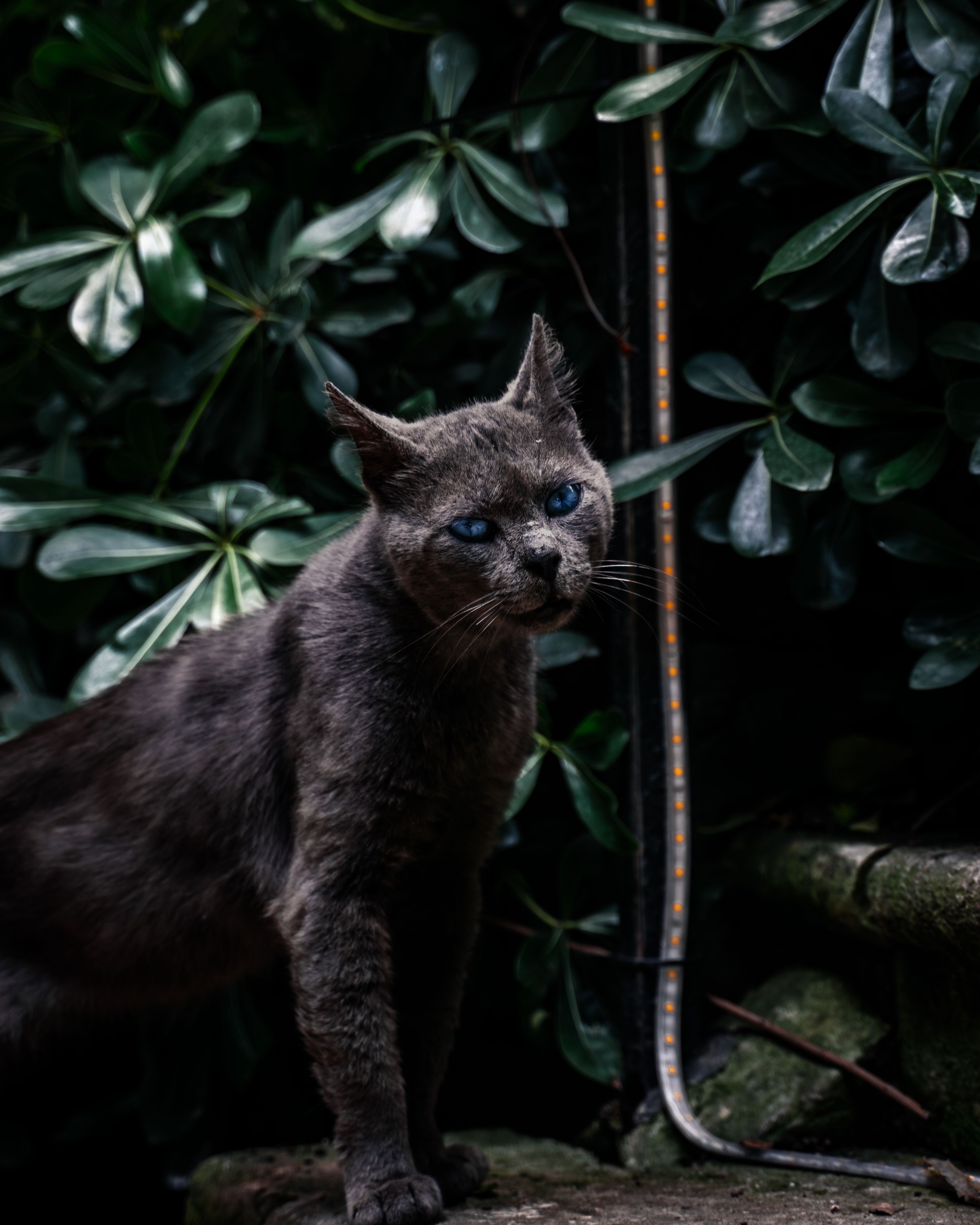Serious Gray Cat with Blue Eyes in Green Foliage · Free Stock Photo
