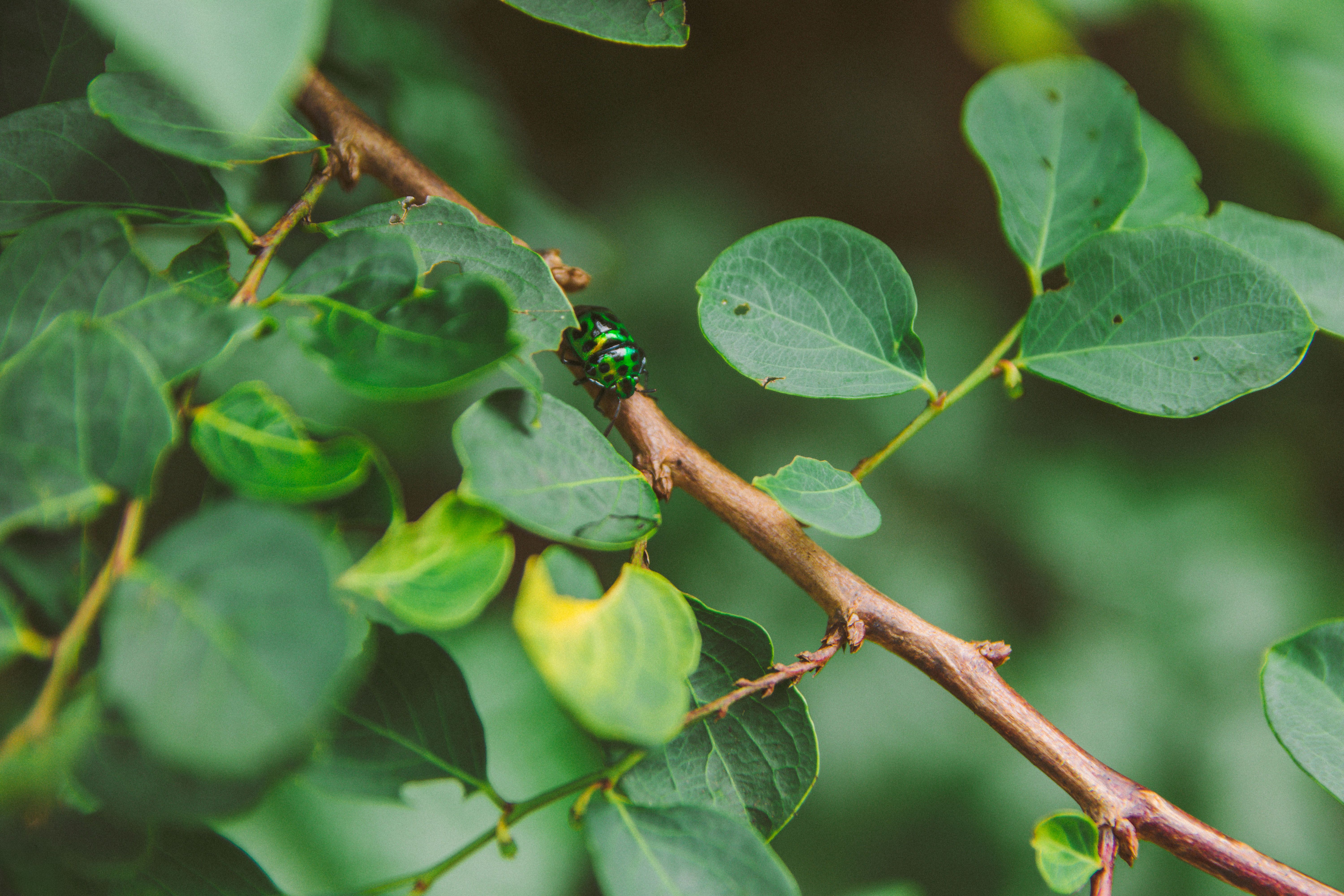 Close-up of Green Beetle on Branch in Lâm Đồng · Free Stock Photo