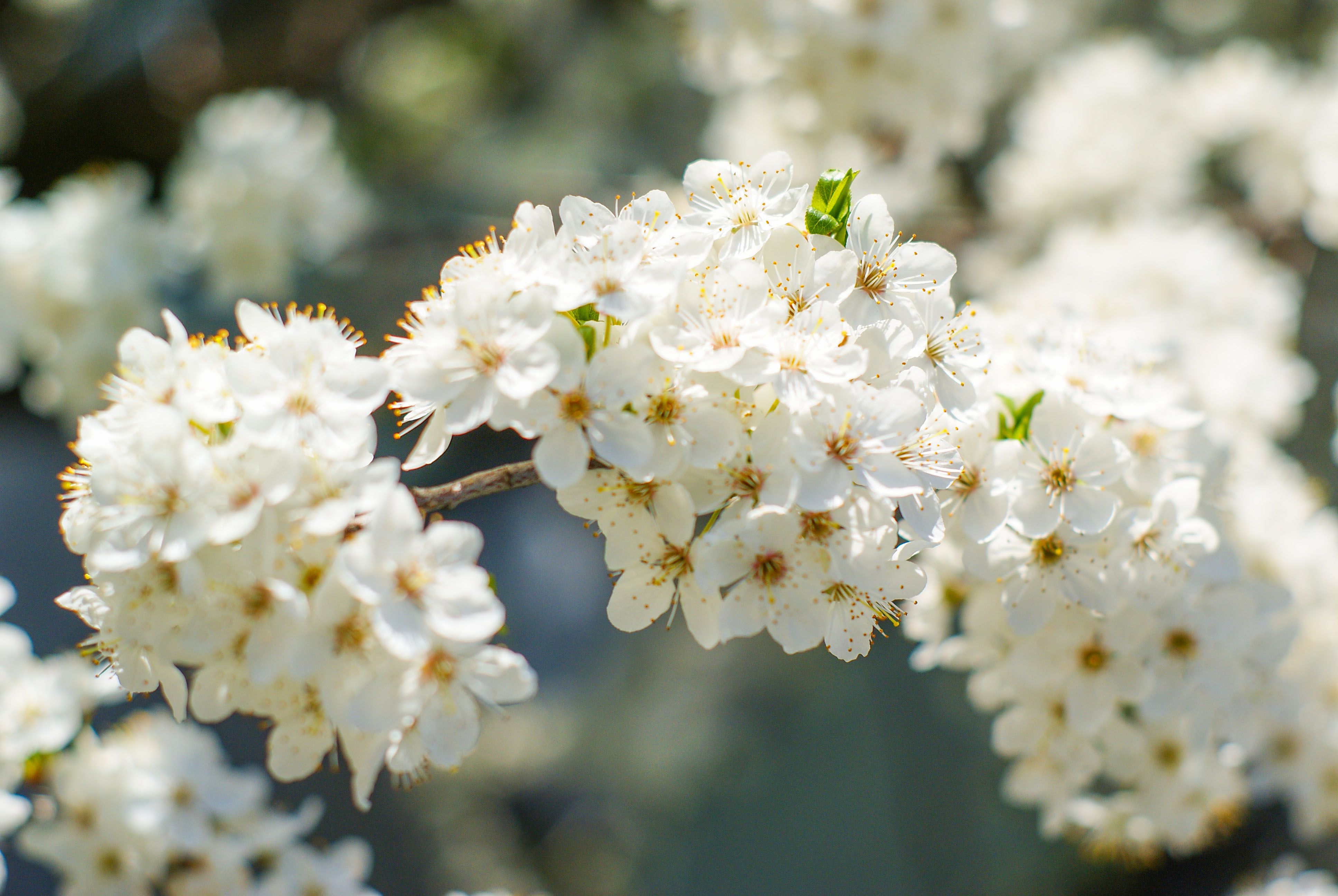 Beautiful Spring Cherry Blossoms in Bloom · Free Stock Photo