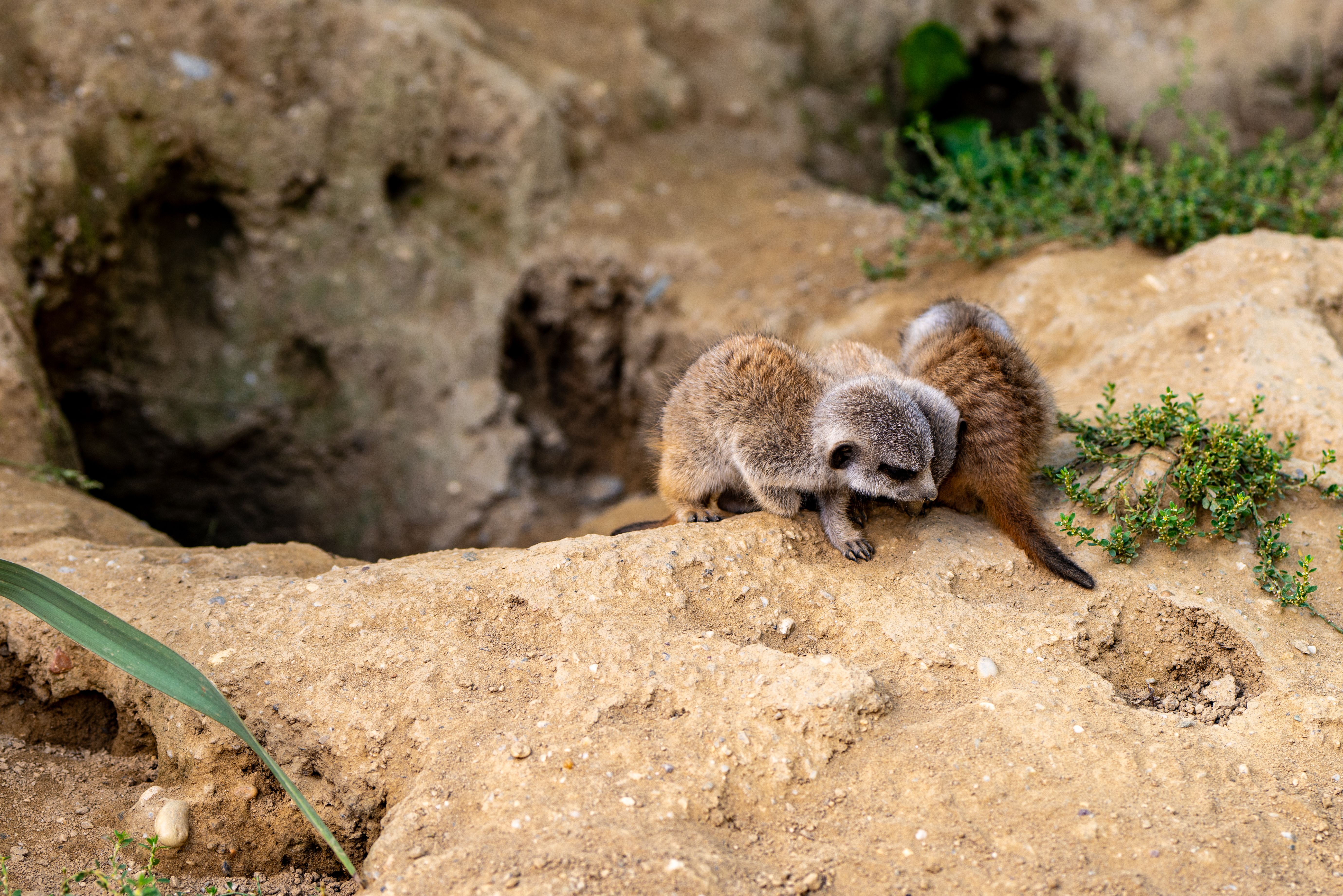 Desert Animals Photos, Download The BEST Free Desert Animals Stock ...