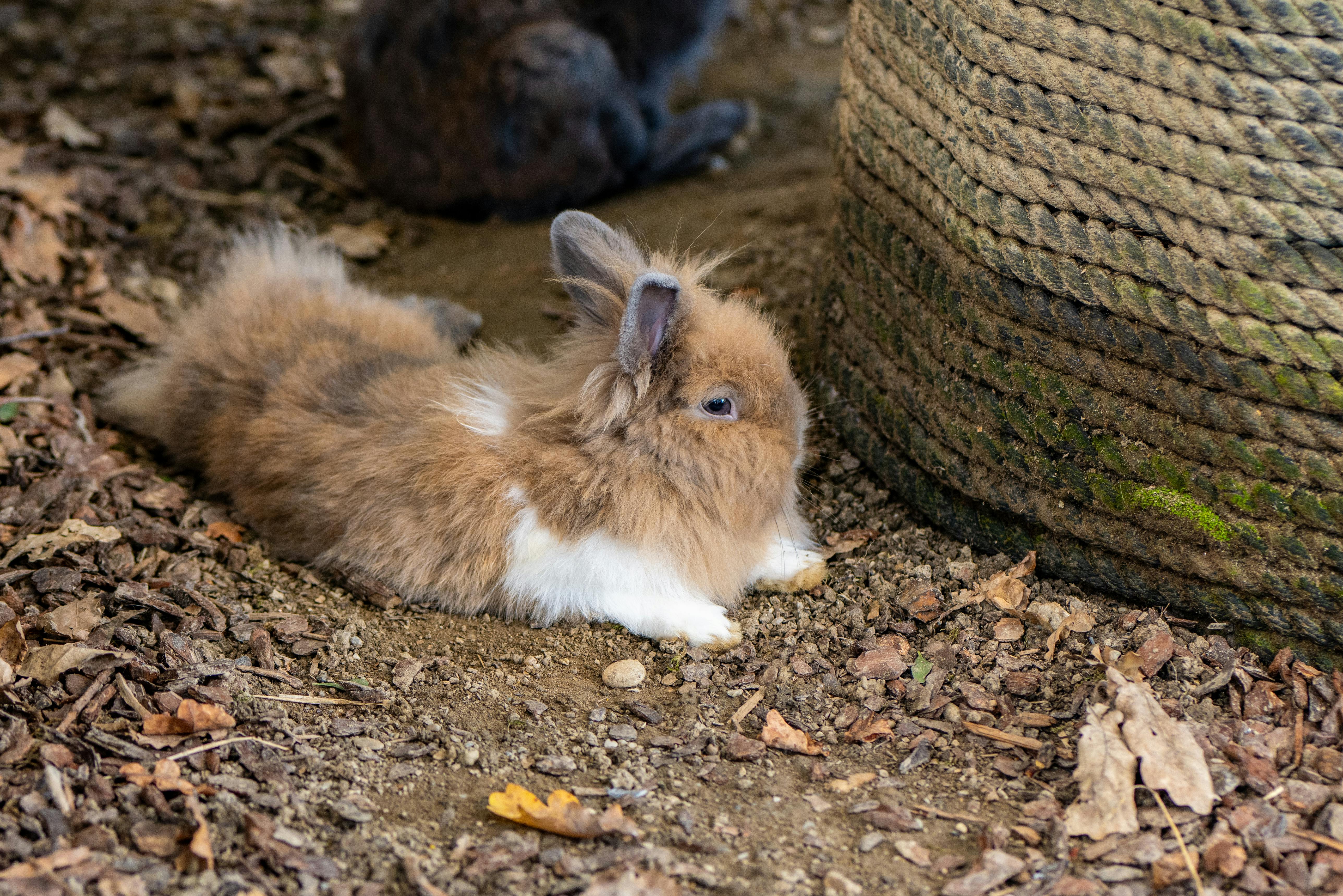 Bunny+Xo+Bikini Photos, Download The BEST Free Bunny+Xo+Bikini Stock ...