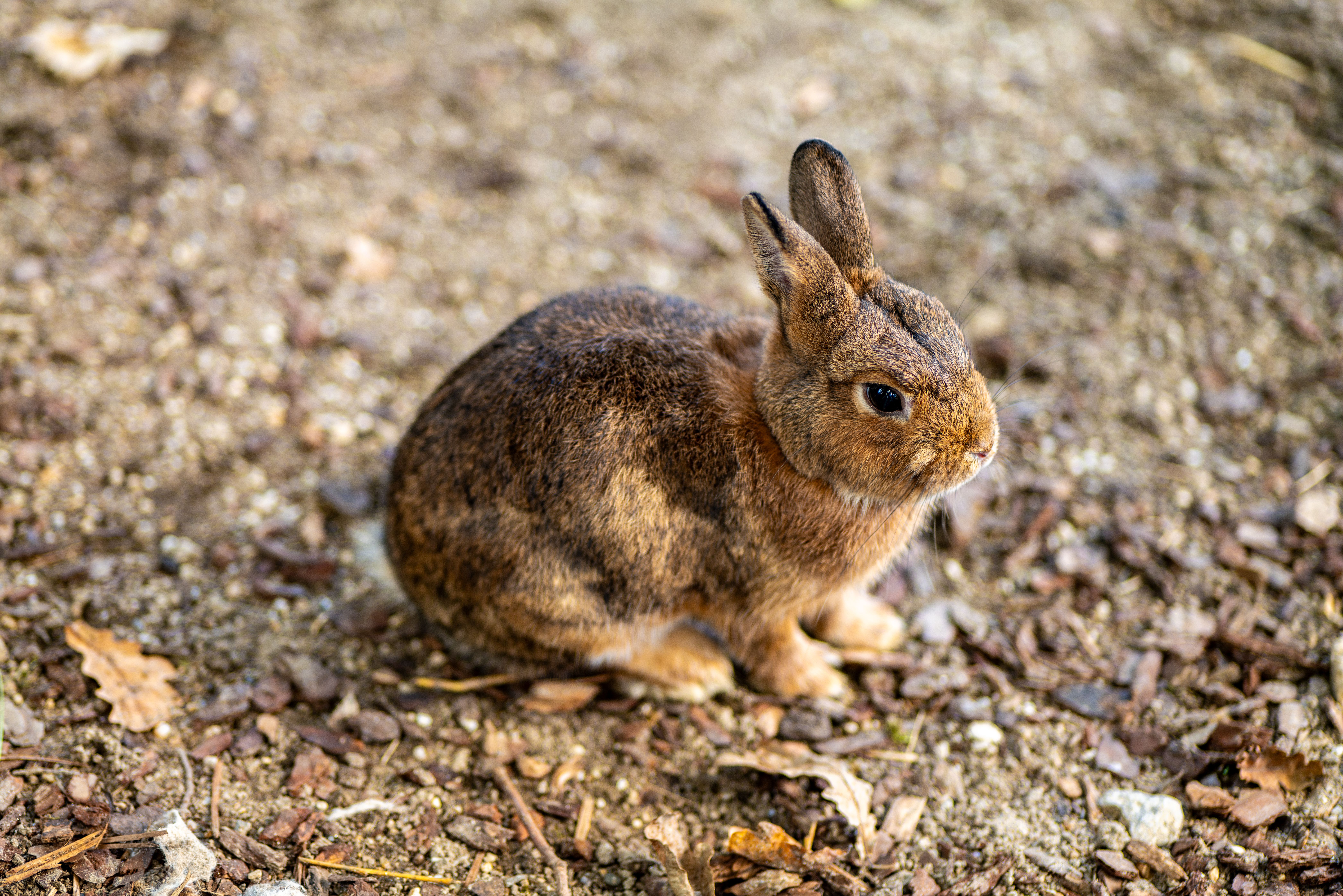 Close-up of a European Wild Rabbit on Earthy Ground · Free Stock Photo
