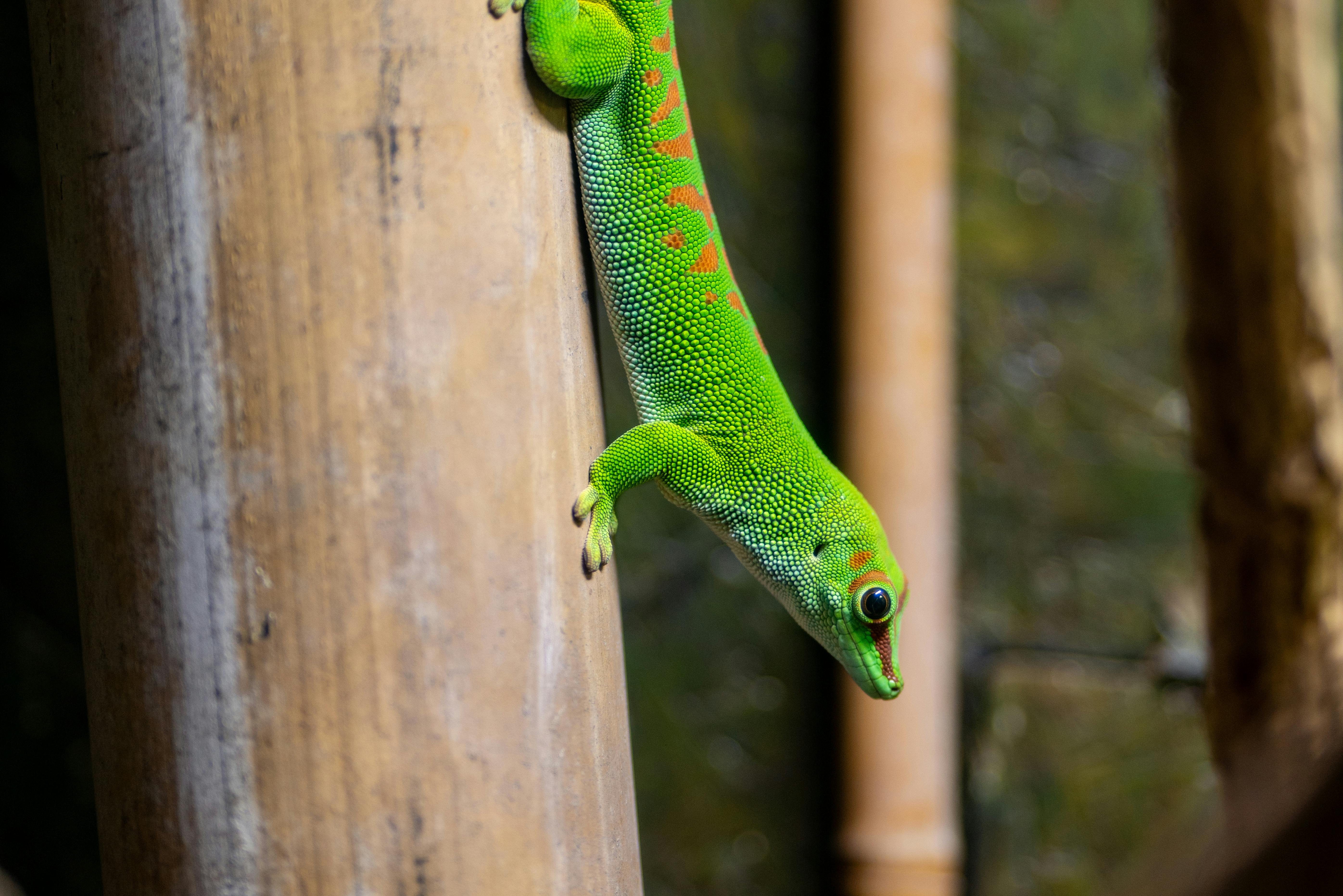 Zoo Pattern Photos, Download The BEST Free Zoo Pattern Stock Photos ...