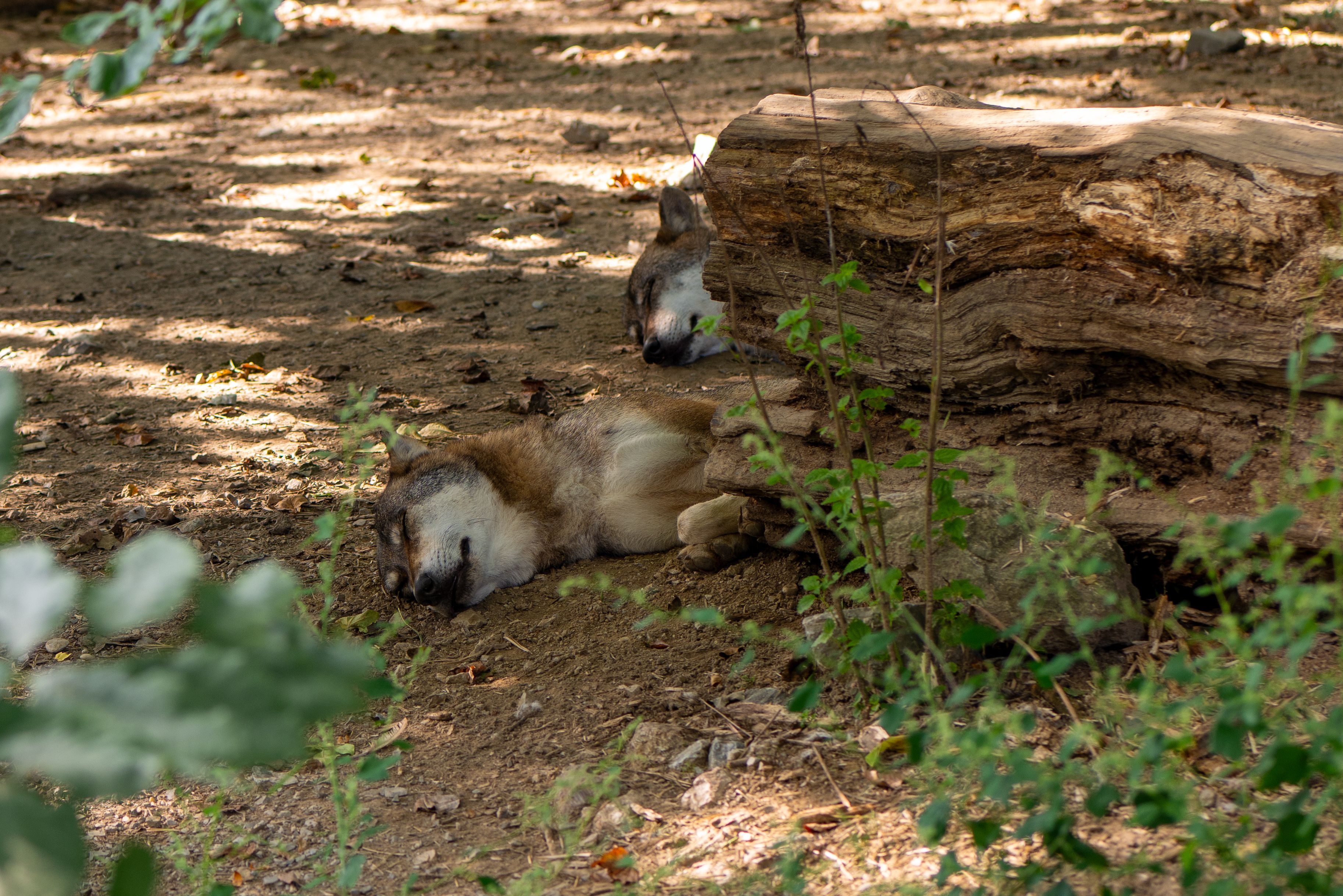 Sleeping Wolves in Zagreb Forest Setting · Free Stock Photo