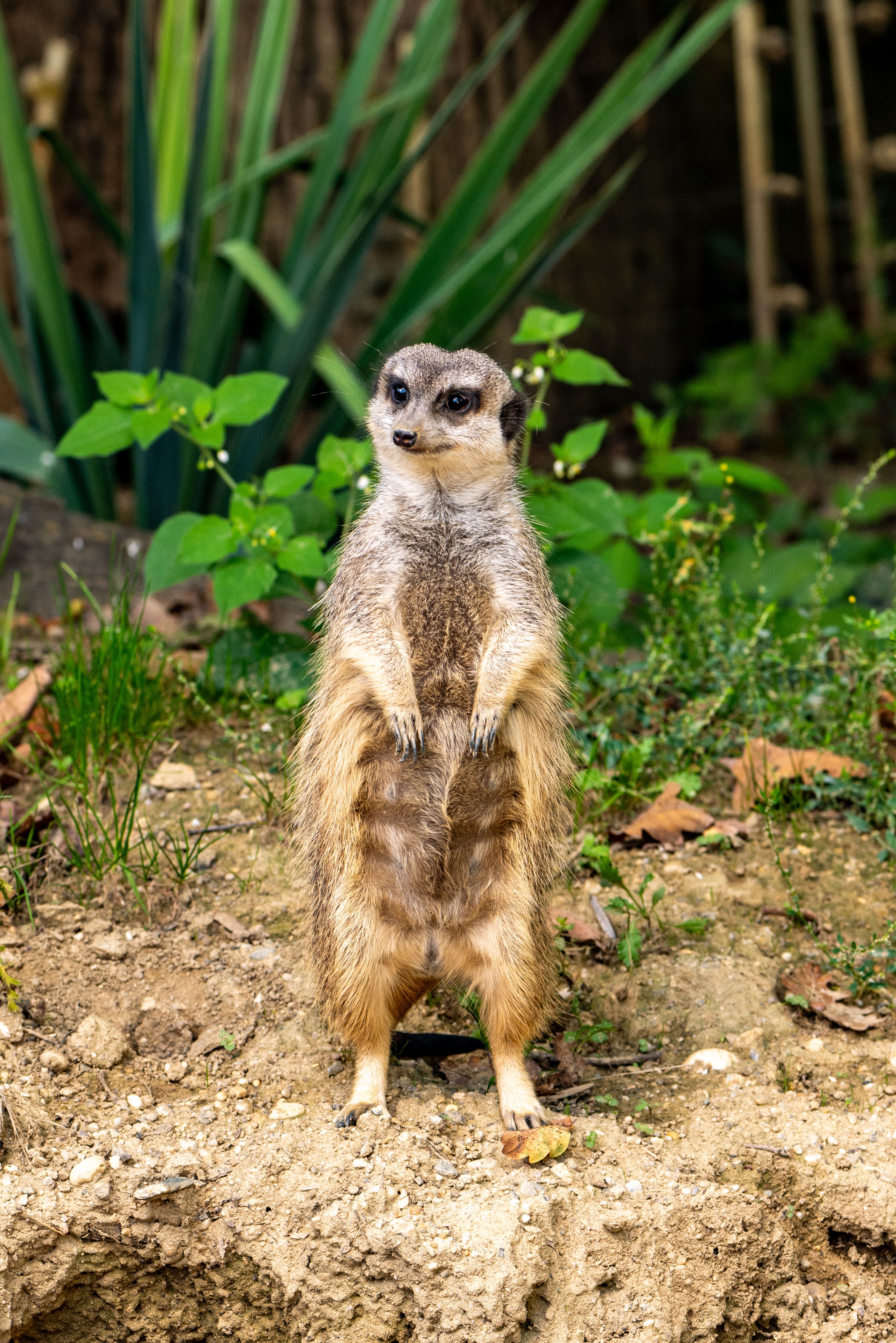 Tails Photos, Download The BEST Free Tails Stock Photos & HD Images